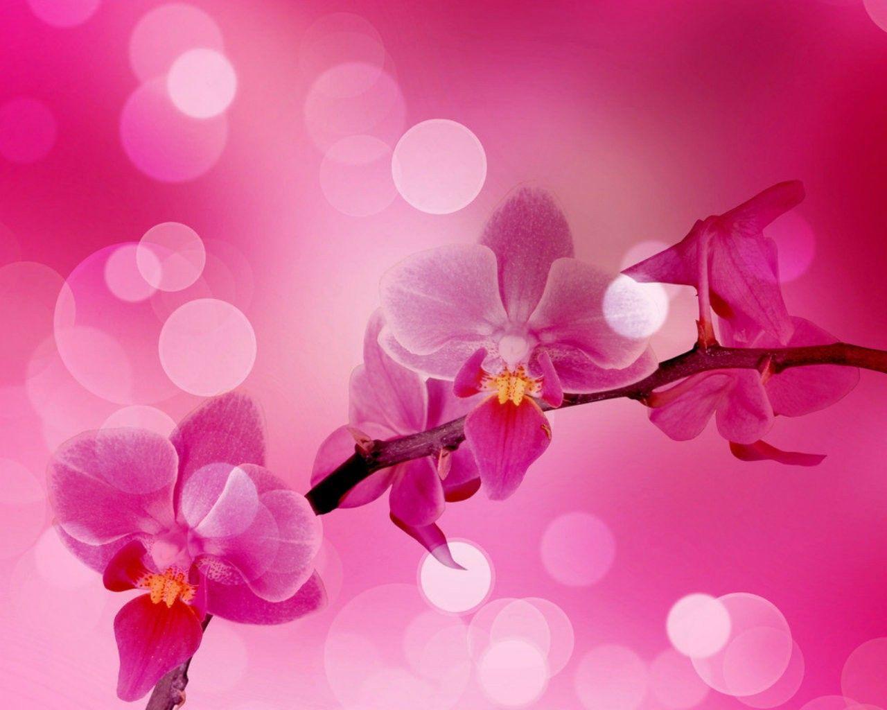 Japanese Flower Wallpapers - Top Free Japanese Flower Backgrounds ...