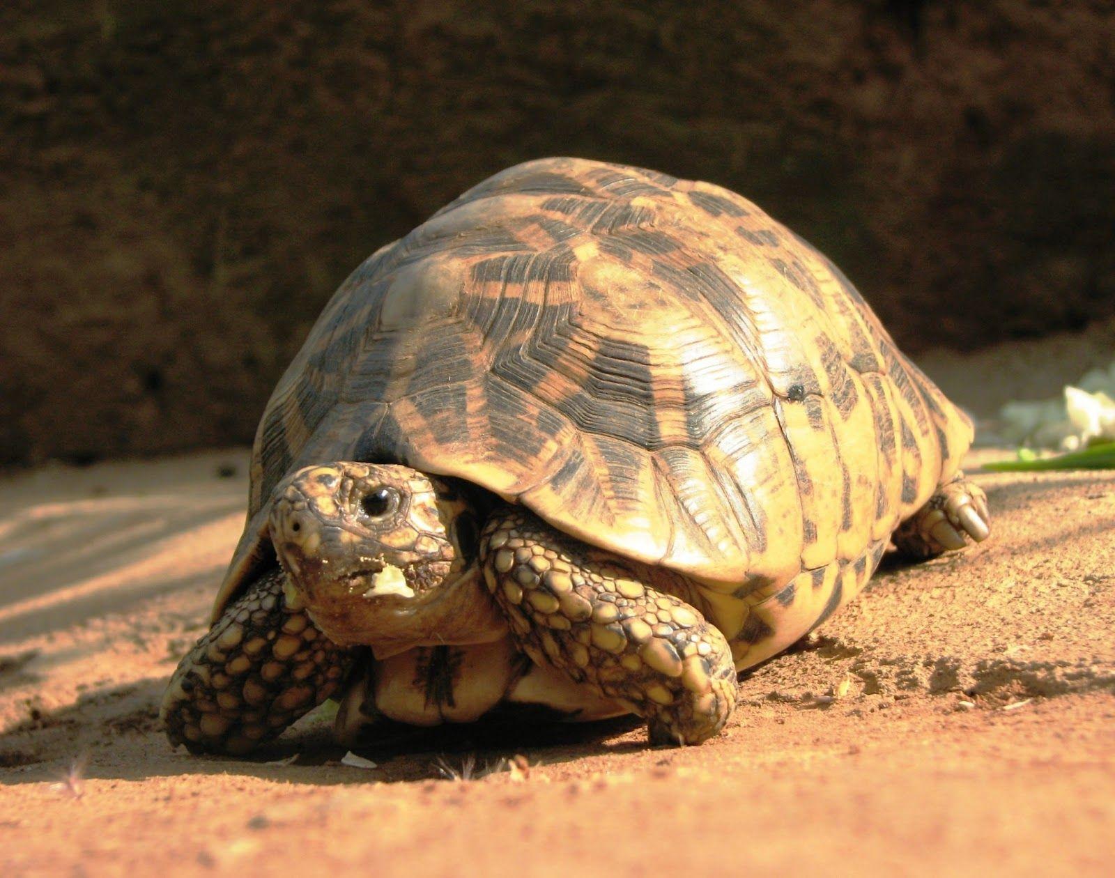 Tortoise Wallpapers - Top Free Tortoise Backgrounds - WallpaperAccess