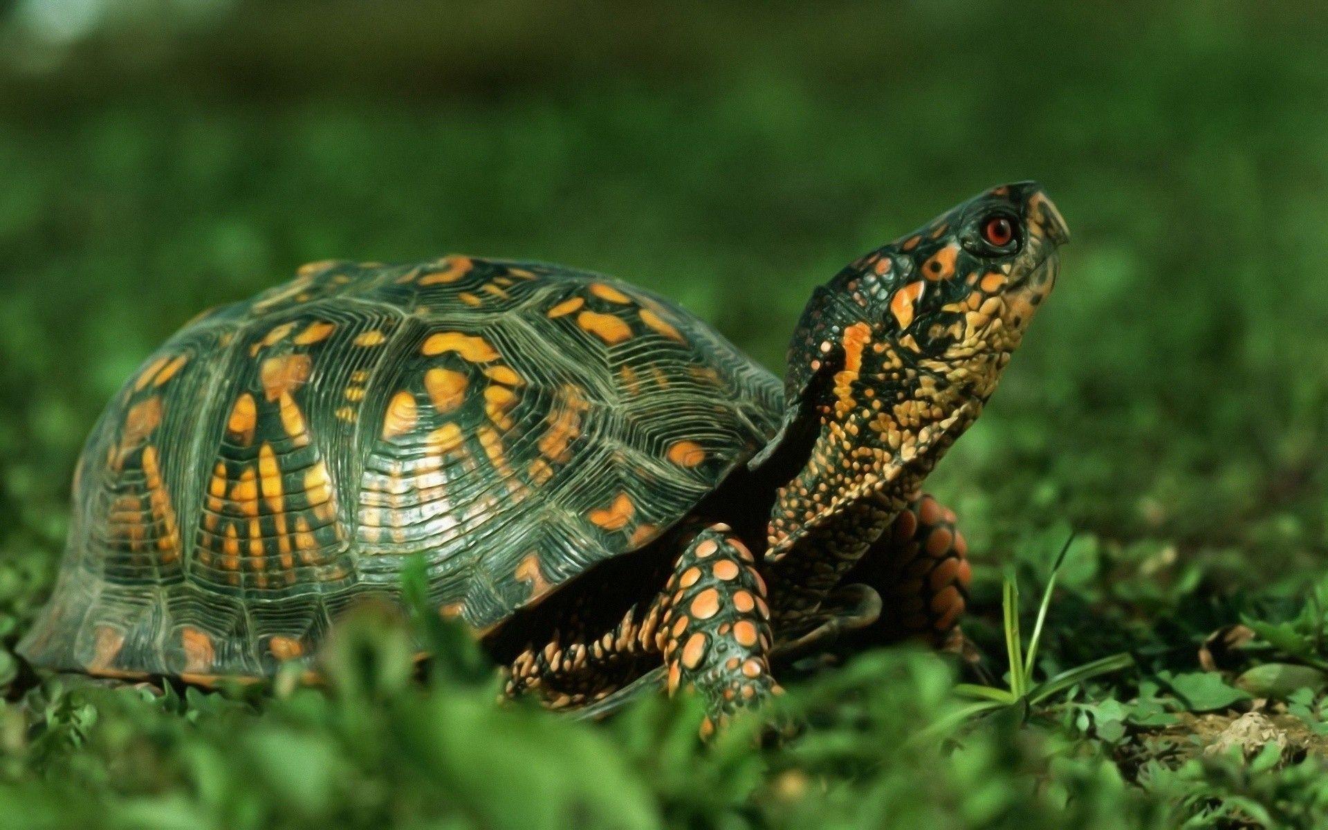Tortoise Wallpapers - Top Free Tortoise Backgrounds - WallpaperAccess
