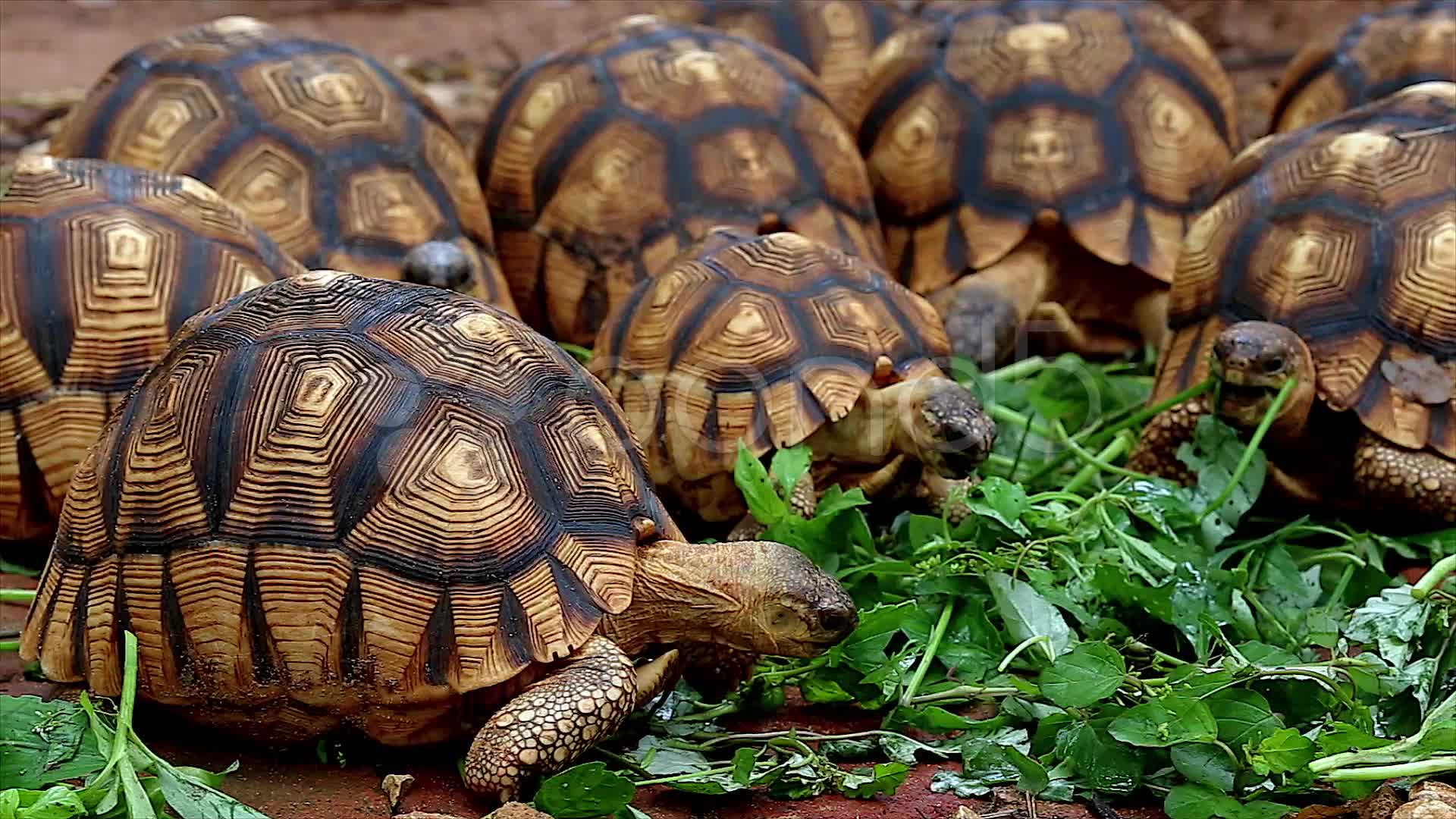 Tortoise Wallpapers - Top Free Tortoise Backgrounds - WallpaperAccess