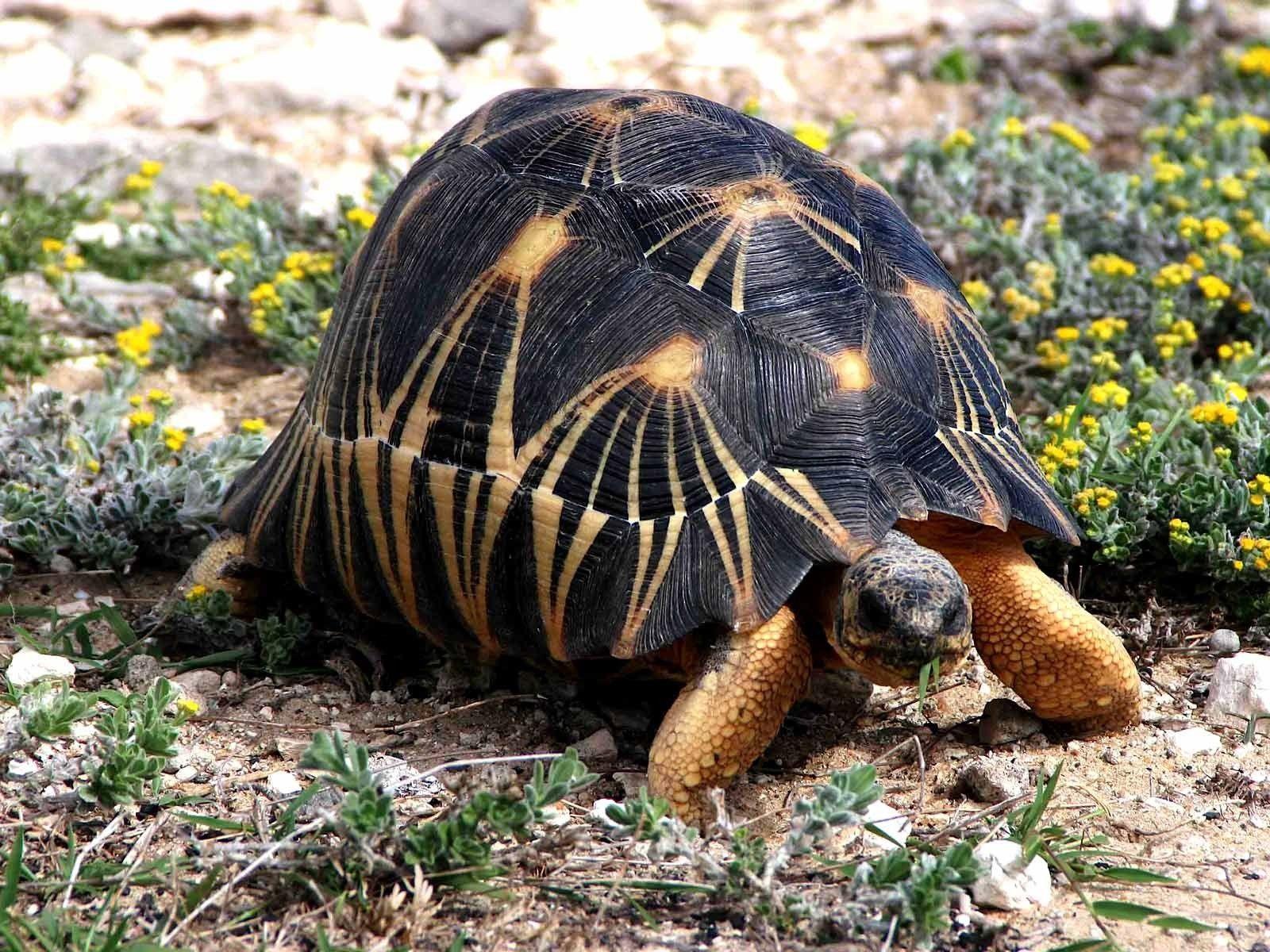 Tortoise Wallpapers - Top Free Tortoise Backgrounds - WallpaperAccess