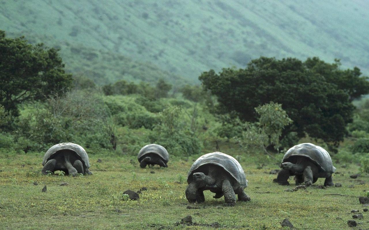 Tortoise Wallpapers - Top Free Tortoise Backgrounds - WallpaperAccess