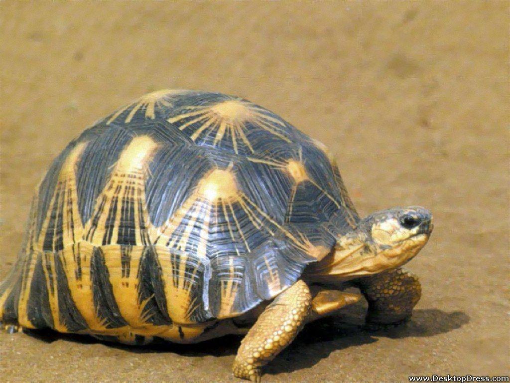 Tortoise Wallpapers - Top Free Tortoise Backgrounds - WallpaperAccess