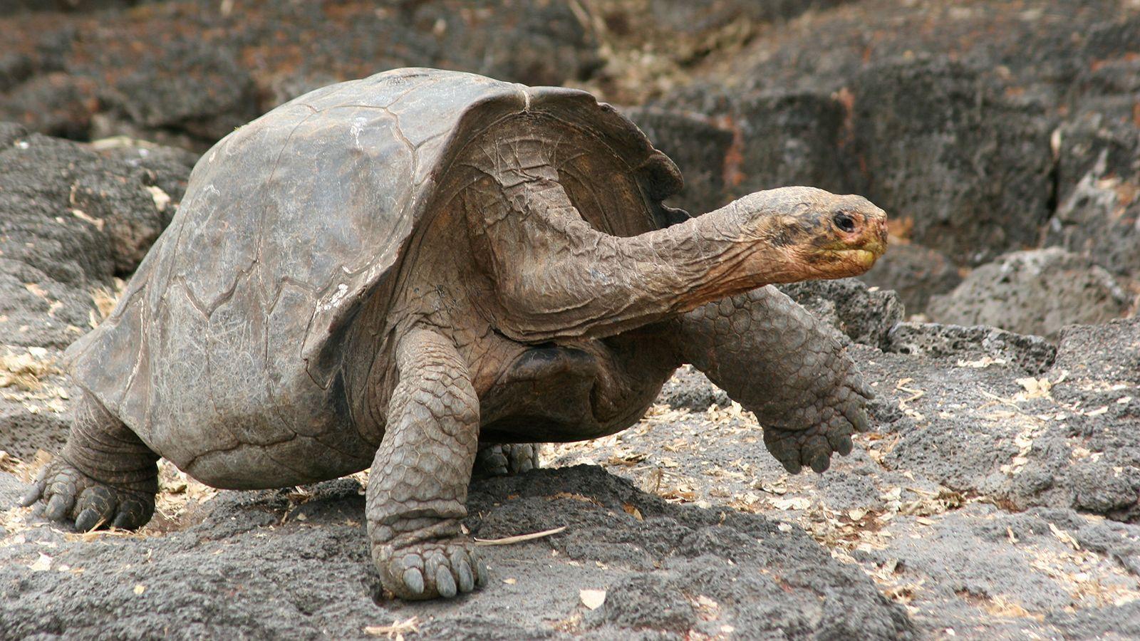 Tortoise Wallpapers - Top Free Tortoise Backgrounds - WallpaperAccess