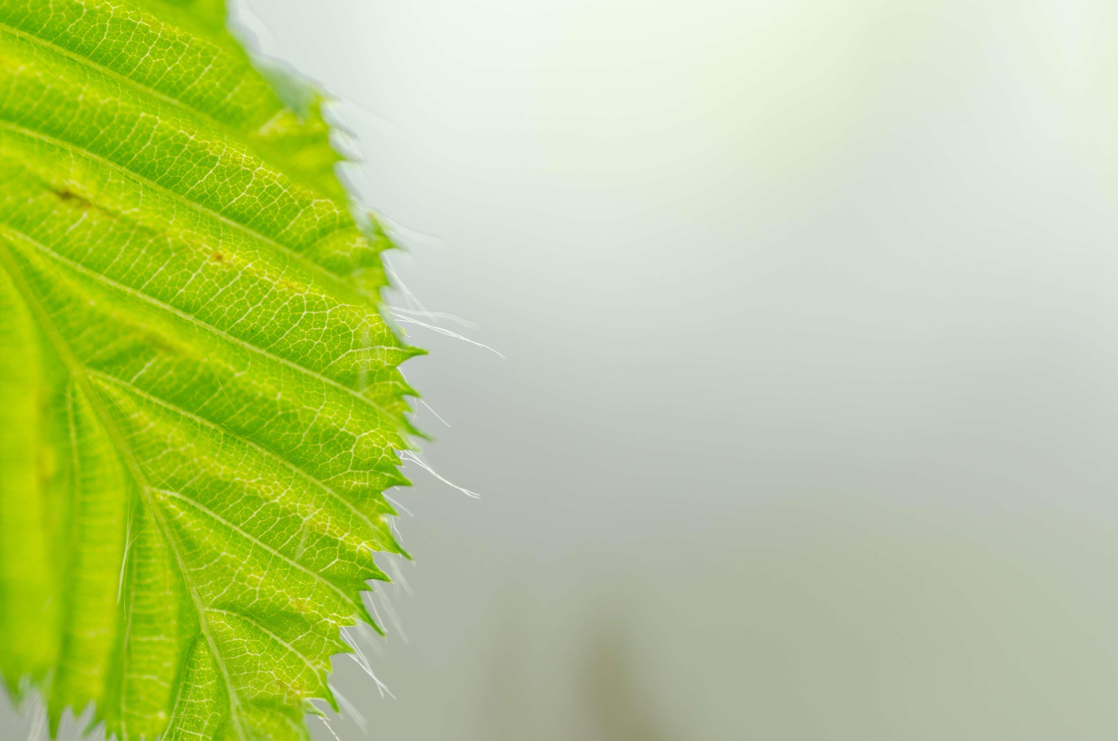 Ecology Wallpapers - Top Free Ecology Backgrounds - WallpaperAccess