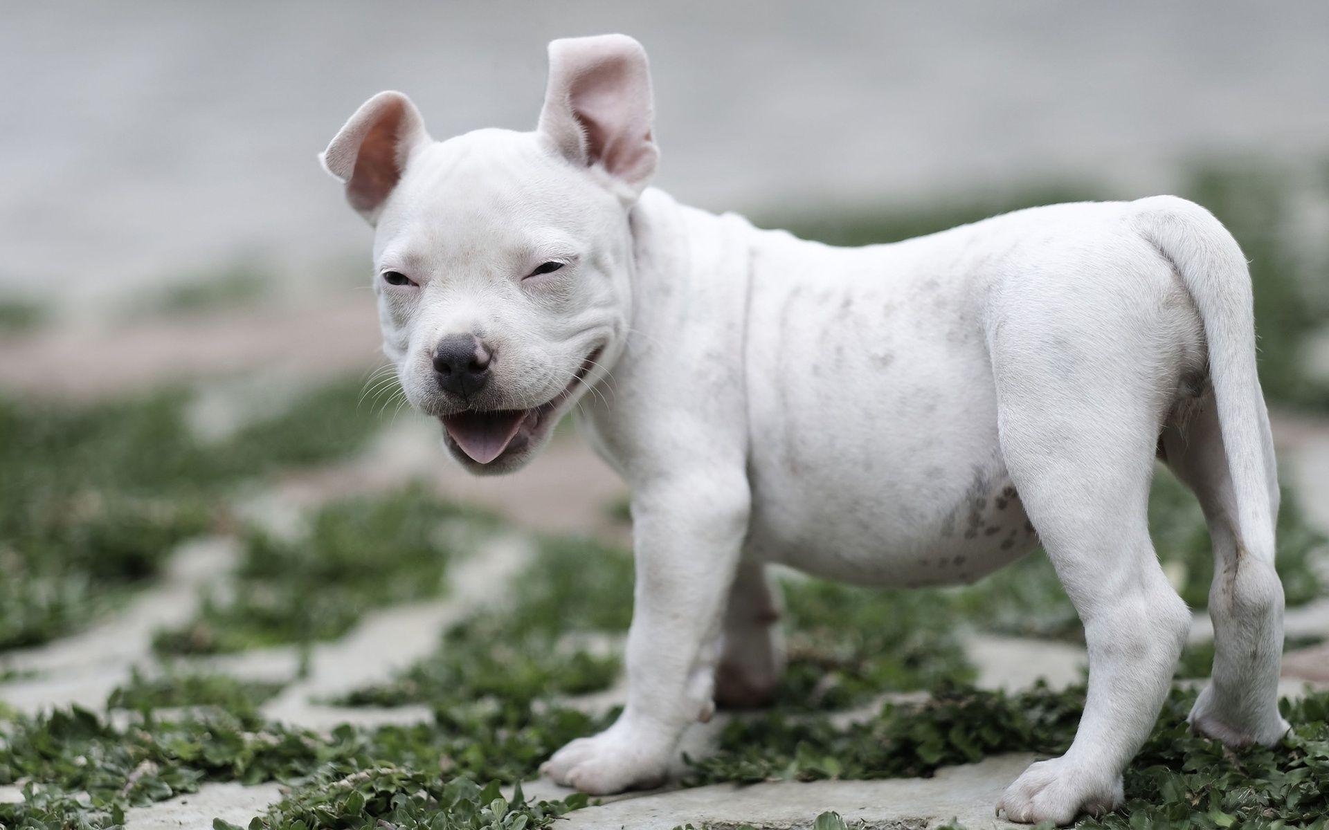 American Bully Wallpapers - Top Free American Bully Backgrounds ...