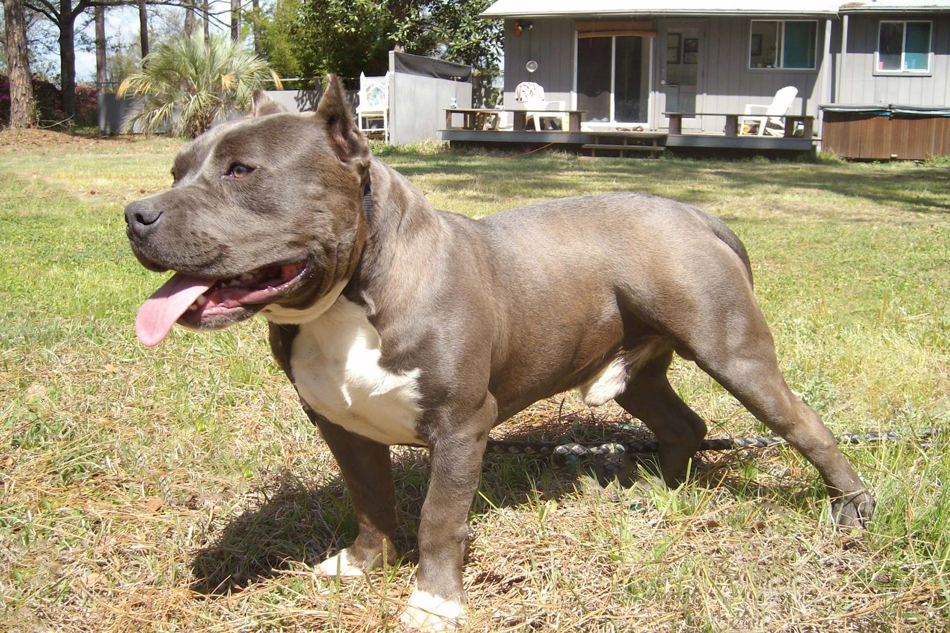 American Bully Wallpapers - Top Free American Bully Backgrounds ...