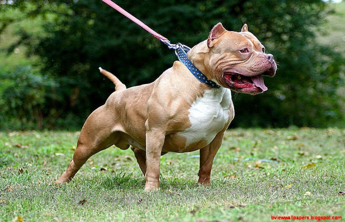 American Bully Wallpapers - Top Free American Bully Backgrounds ...