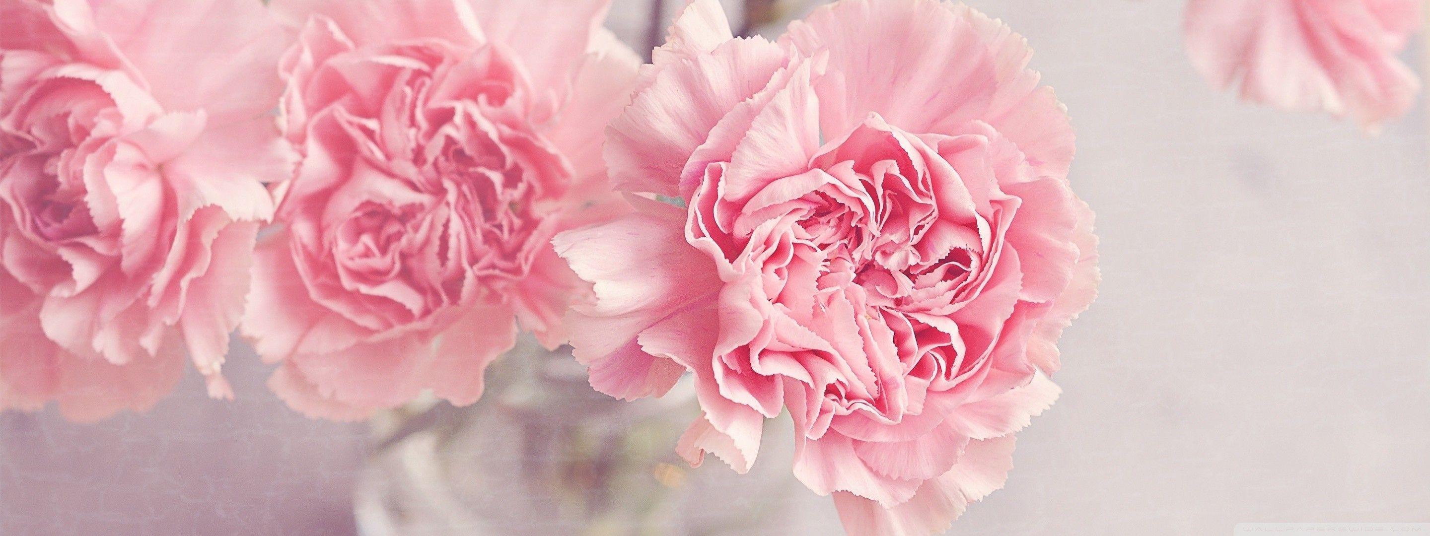 Carnation Wallpapers - Top Free Carnation Backgrounds - WallpaperAccess
