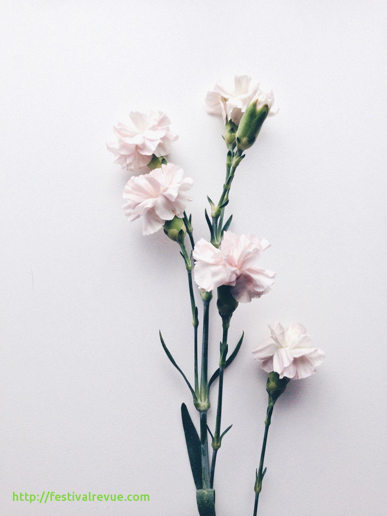 Carnation Wallpapers - Top Free Carnation Backgrounds - WallpaperAccess