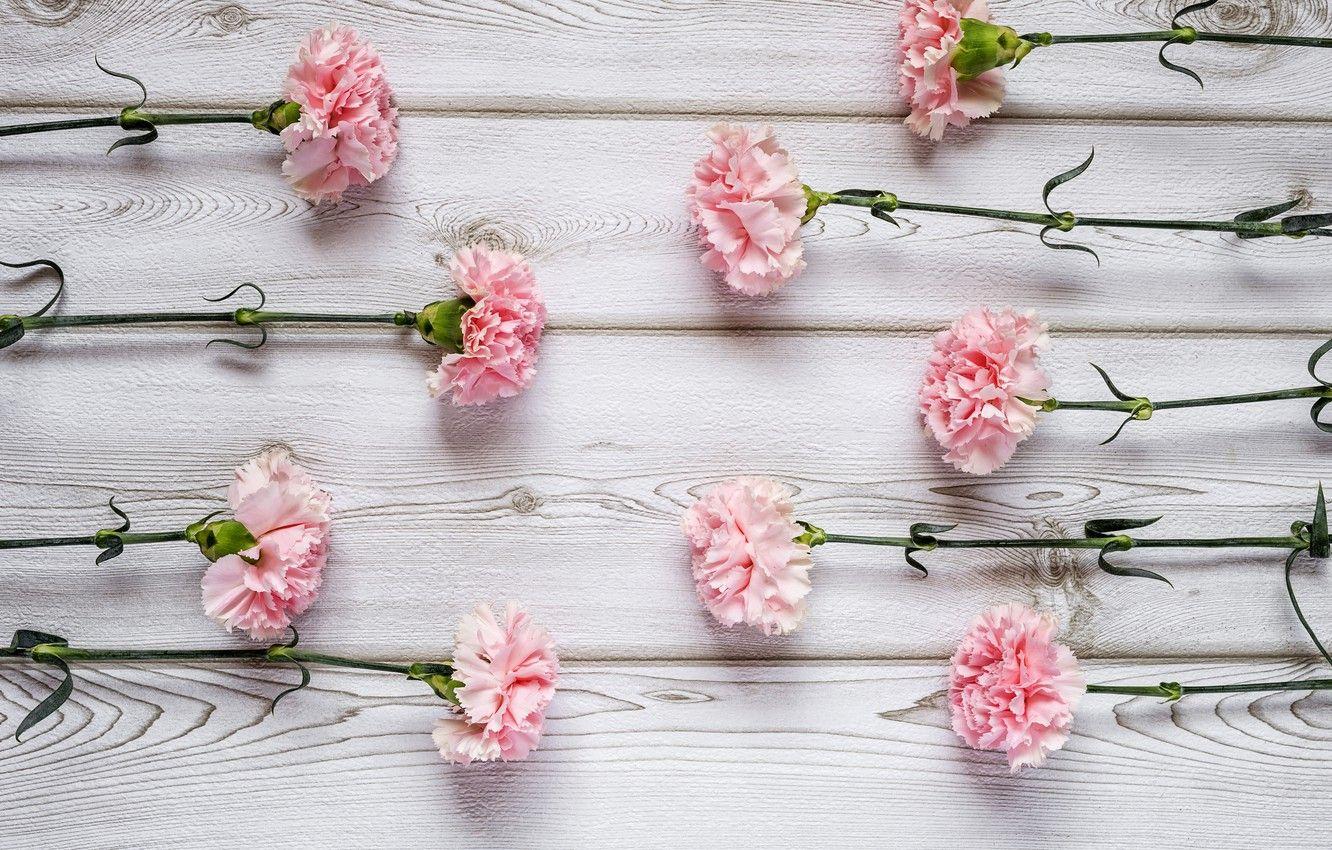 Carnation Flower Wallpapers - Top Free Carnation Flower Backgrounds ...