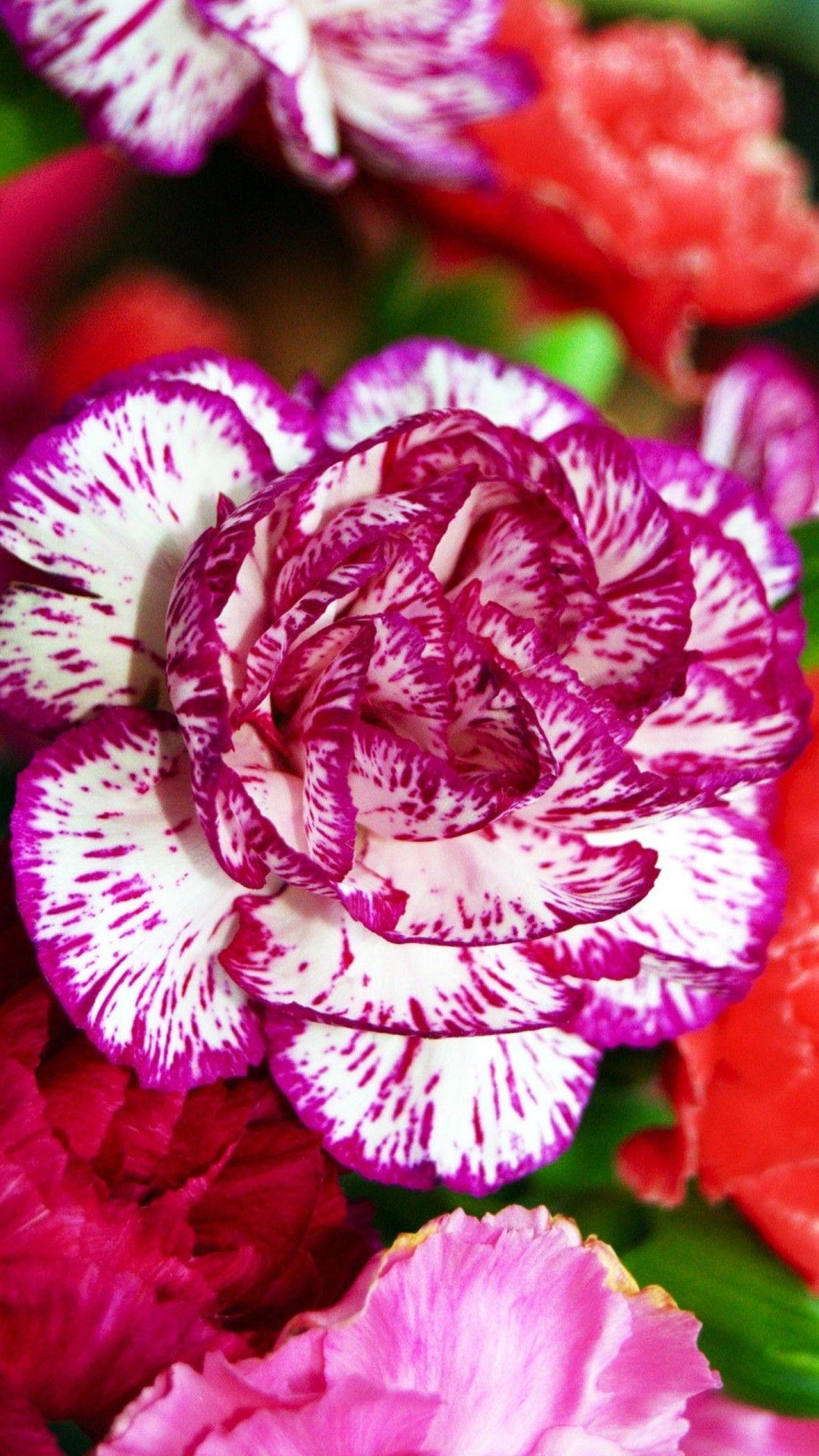 Carnation Wallpapers - Top Free Carnation Backgrounds - WallpaperAccess