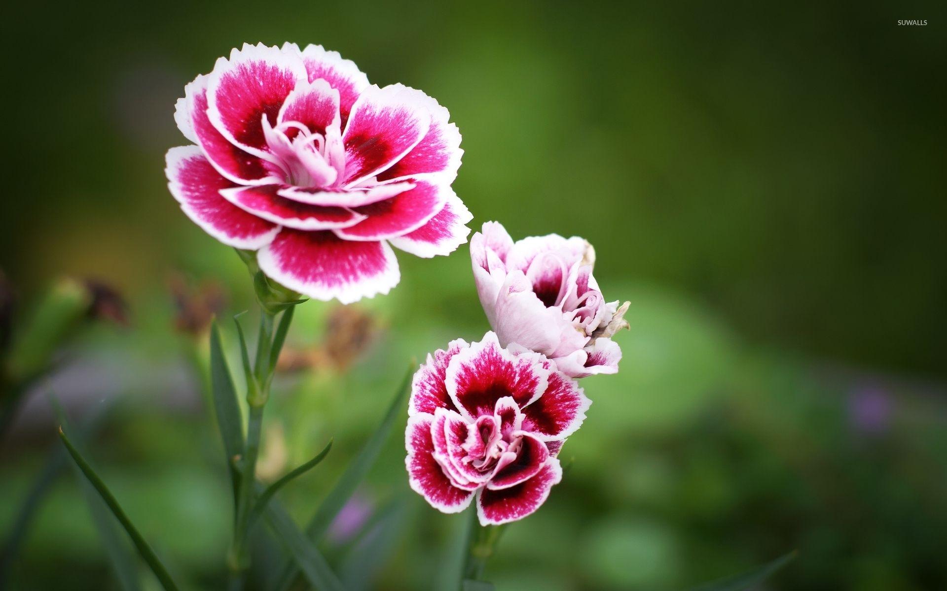 Carnation Wallpapers - Top Free Carnation Backgrounds - WallpaperAccess