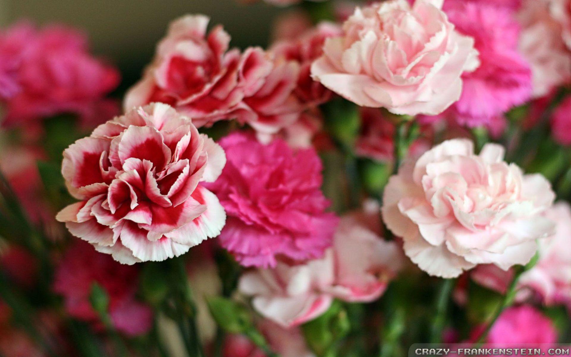 Carnation Wallpapers - Top Free Carnation Backgrounds - WallpaperAccess