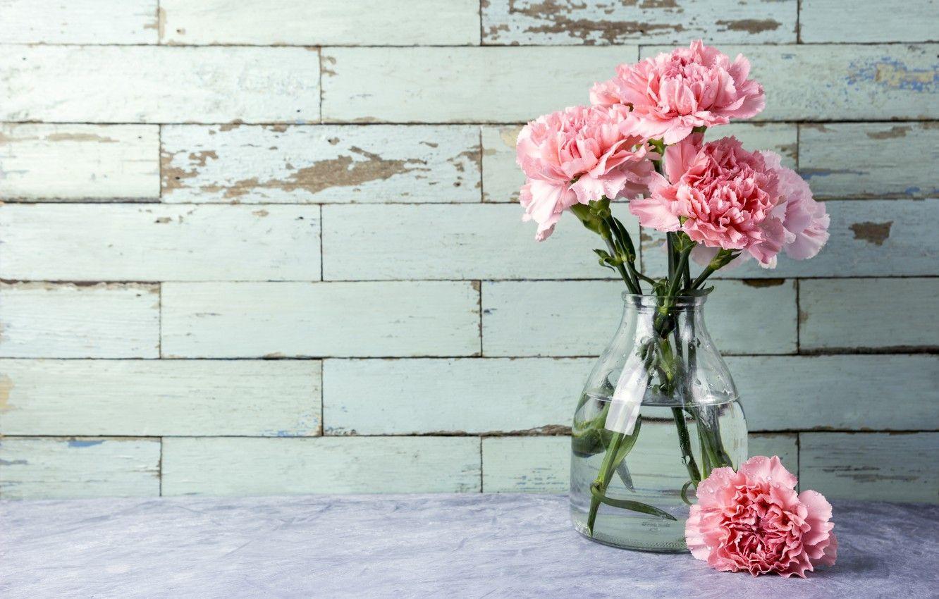 Carnation Wallpapers - Top Free Carnation Backgrounds - WallpaperAccess
