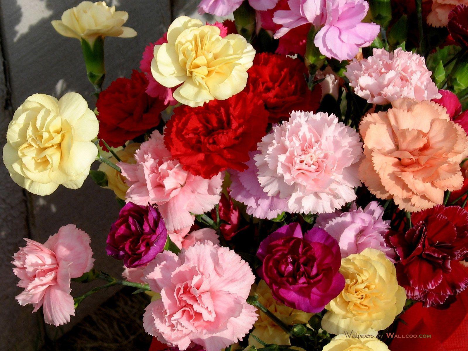 Carnation Wallpapers - Top Free Carnation Backgrounds - WallpaperAccess