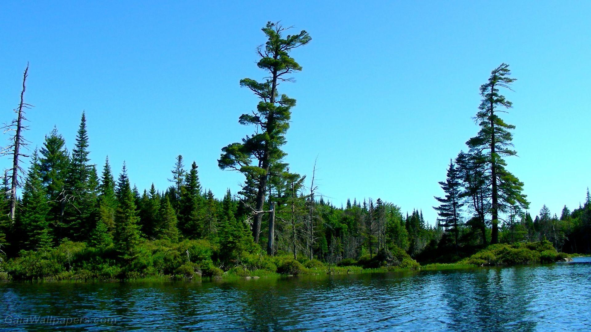 Wild Nature Wallpapers - Top Free Wild Nature Backgrounds - WallpaperAccess