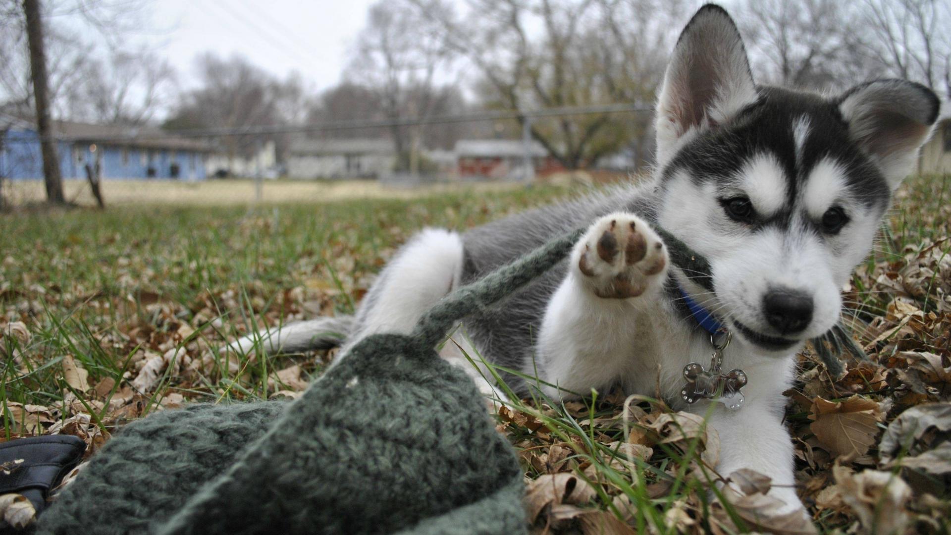 Husky Wallpapers - Top Free Husky Backgrounds - WallpaperAccess