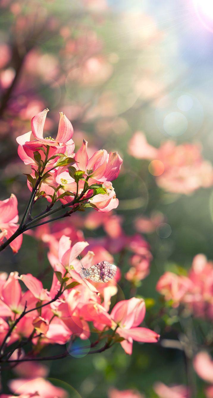 Spring Flowers iPhone Wallpapers - Top Free Spring Flowers iPhone ...