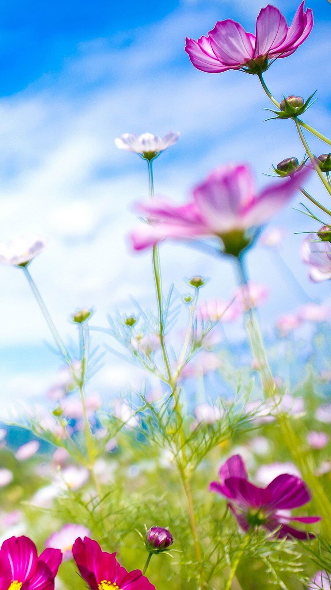 Spring Flowers iPhone Wallpapers - Top Free Spring Flowers iPhone ...