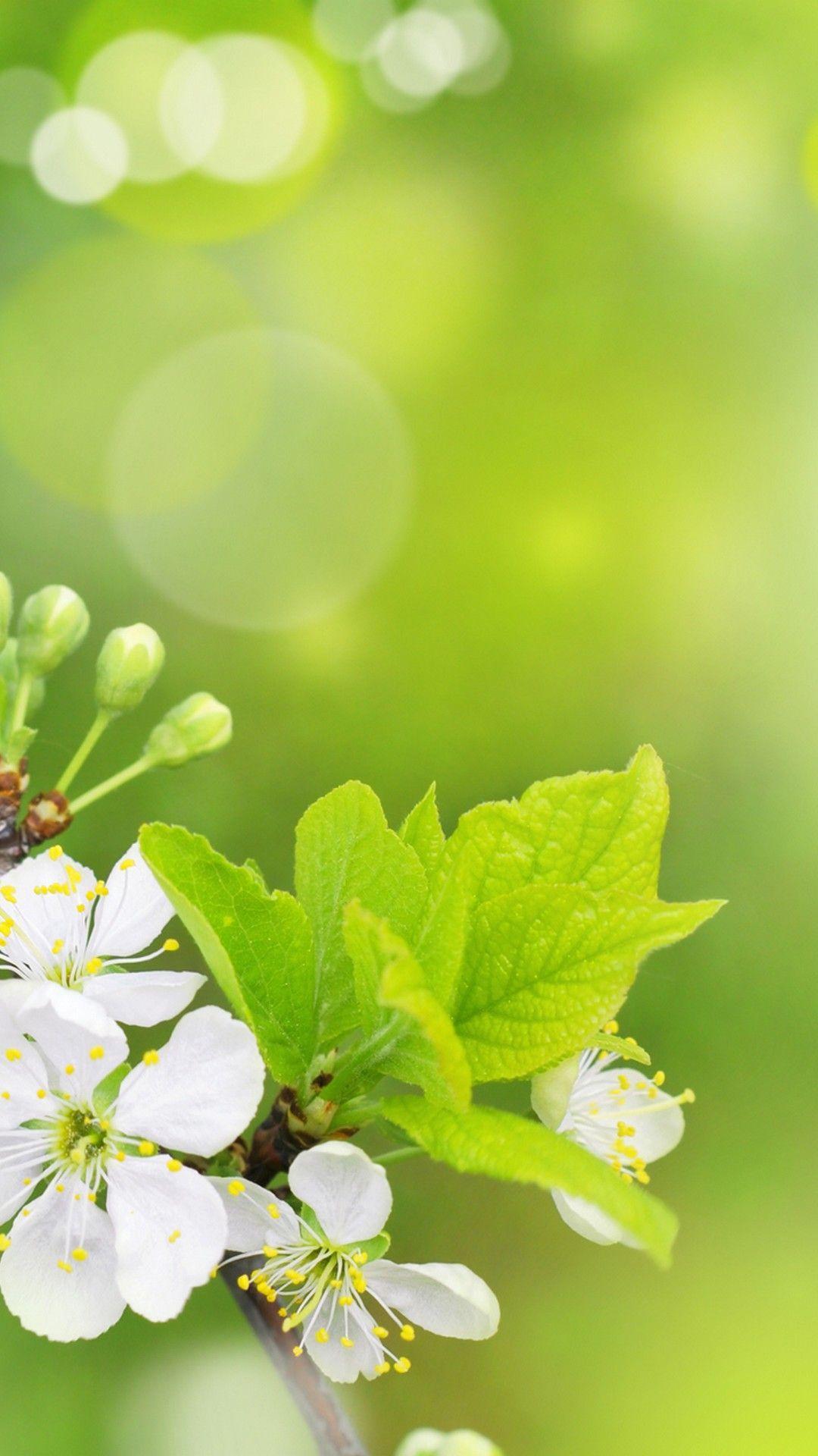 Spring Flowers iPhone Wallpapers - Top Free Spring Flowers iPhone ...