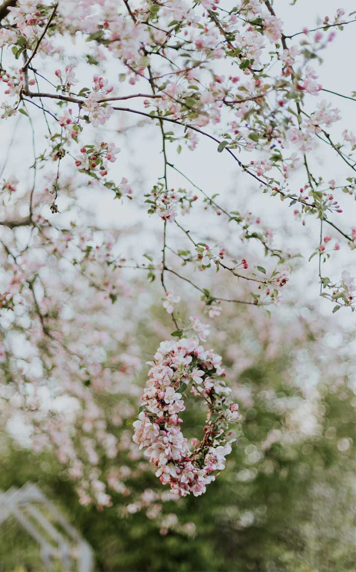 Spring Flowers iPhone Wallpapers - Top Free Spring Flowers iPhone ...