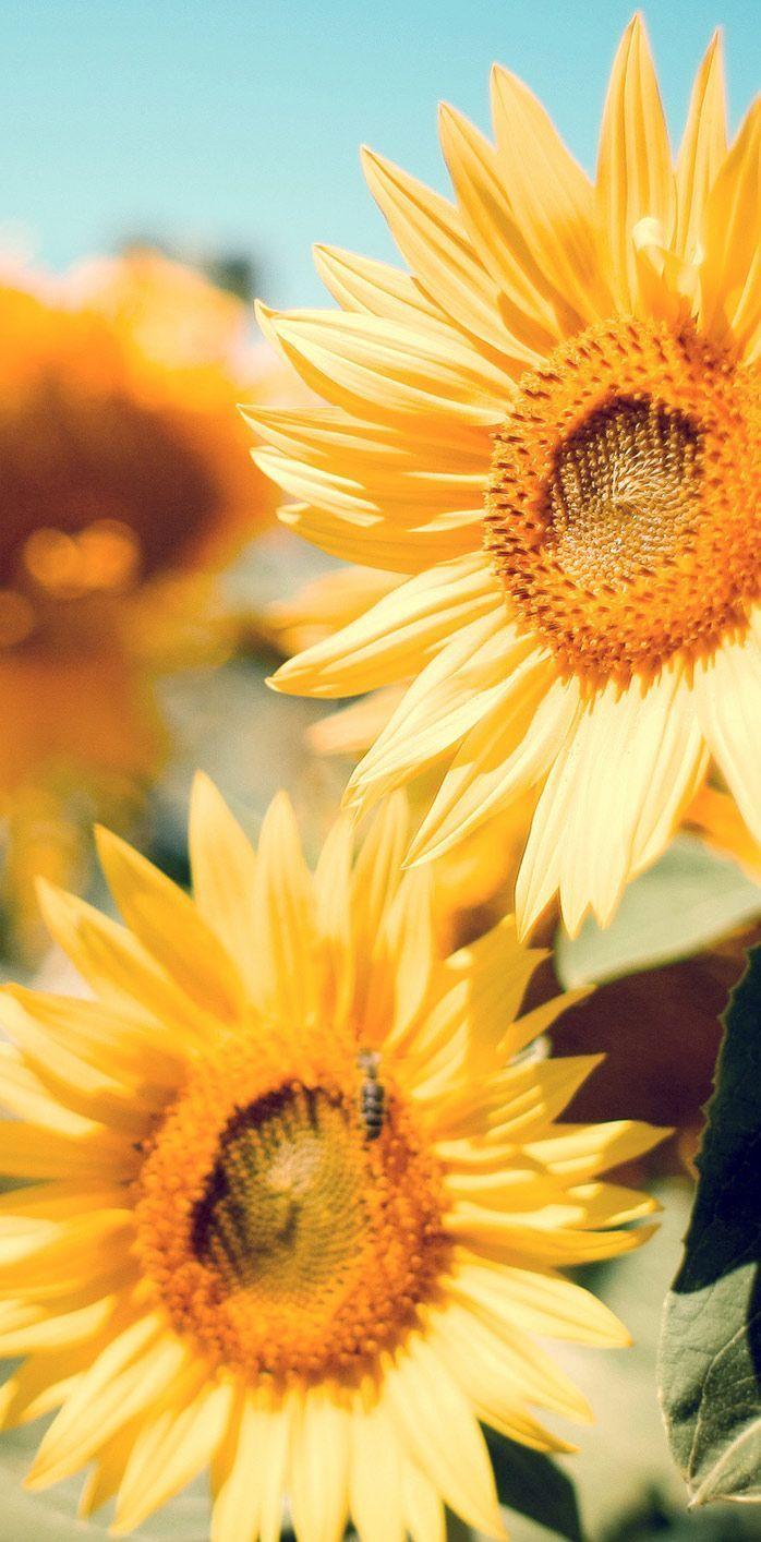 Spring Flowers iPhone Wallpapers - Top Free Spring Flowers iPhone ...