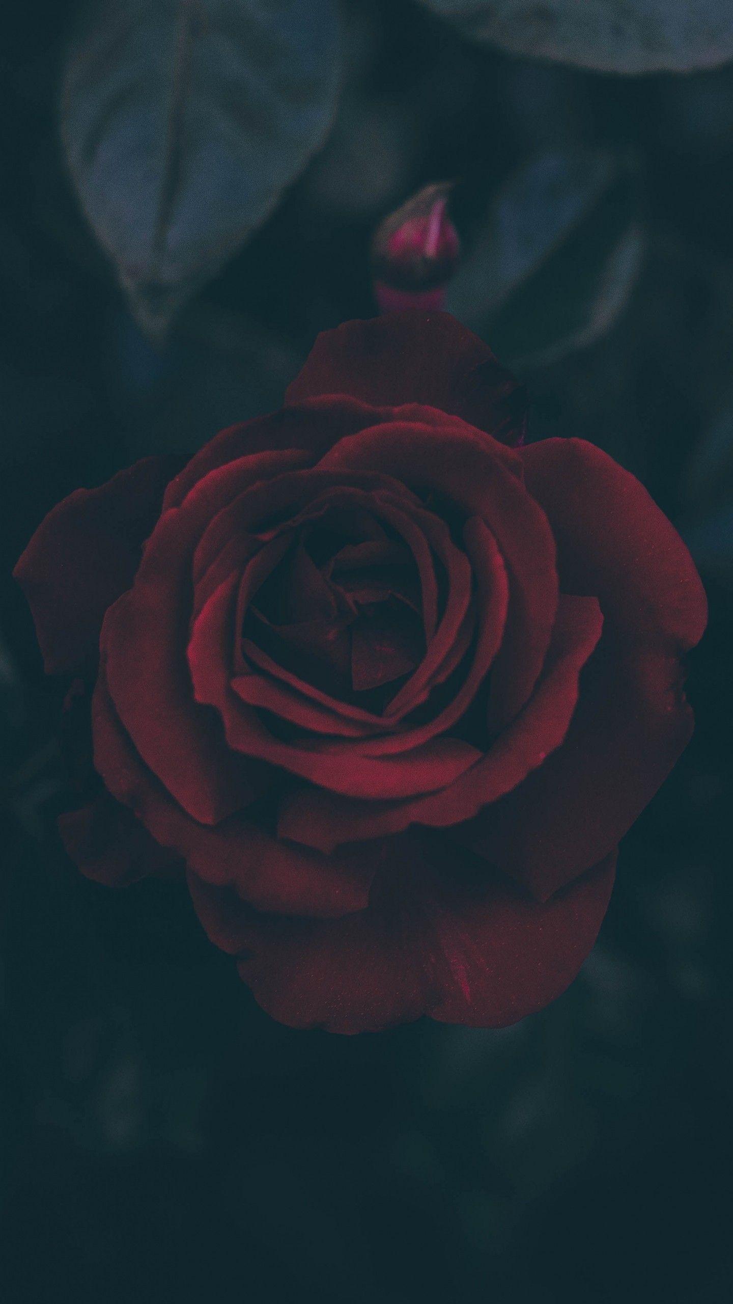 Dark Rose Wallpapers - Top Free Dark Rose Backgrounds - WallpaperAccess
