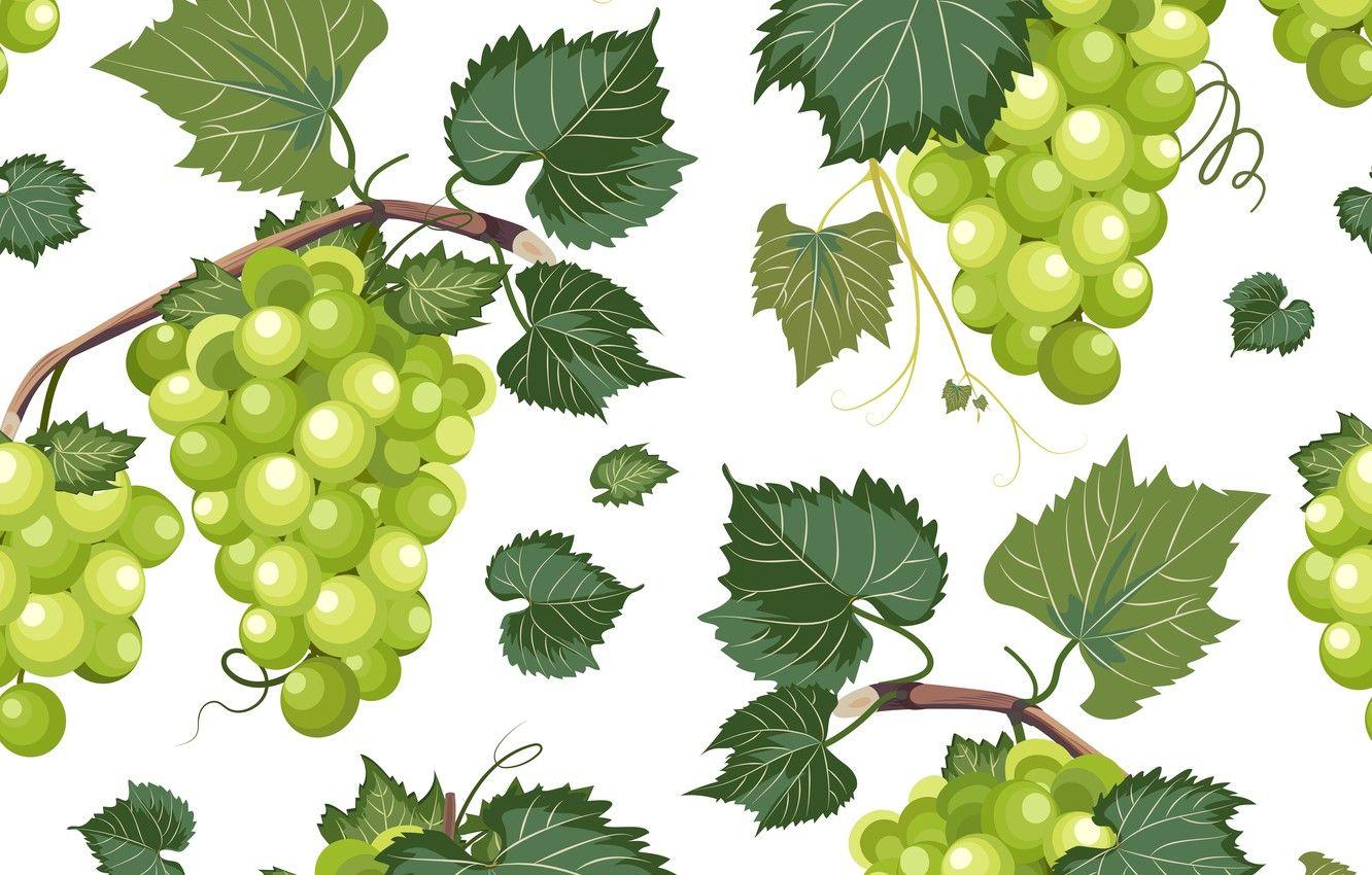 Vine Wallpapers - Top Free Vine Backgrounds - WallpaperAccess