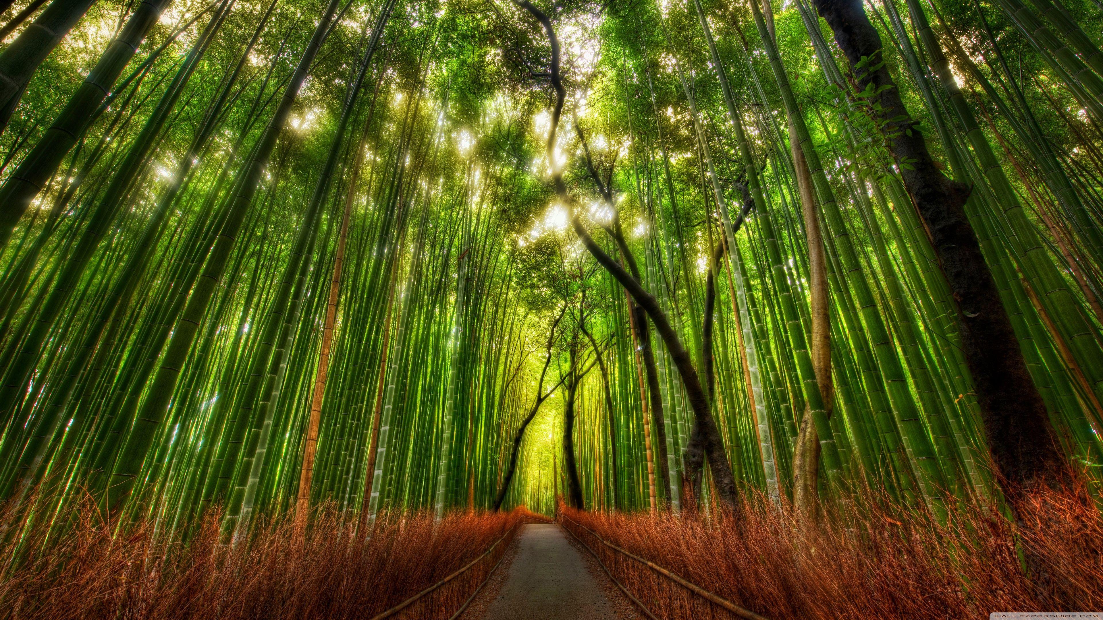 Dual Monitor Forest Wallpapers - Top Free Dual Monitor Forest ...