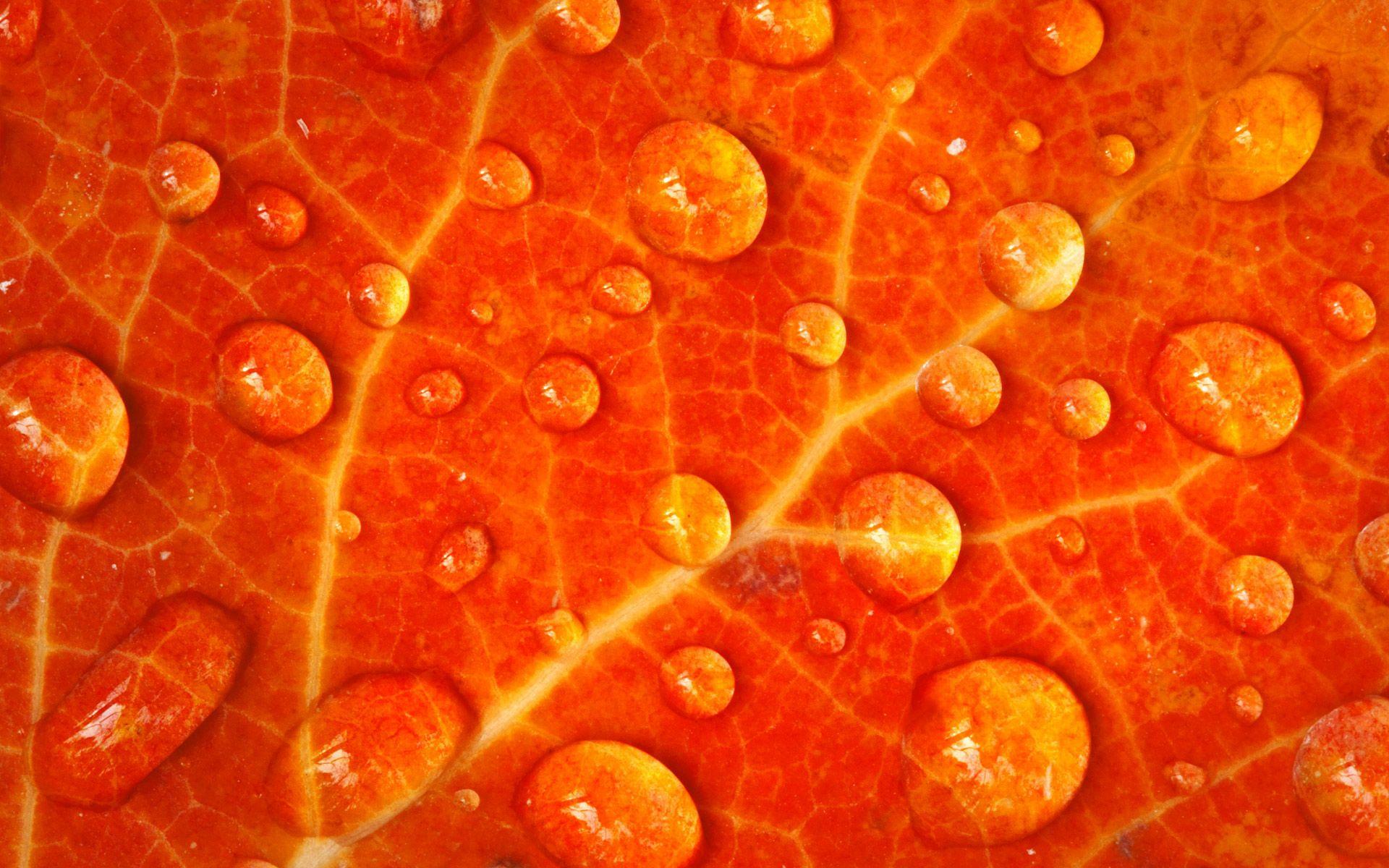 HD Orange Wallpapers - Top Free HD Orange Backgrounds - WallpaperAccess