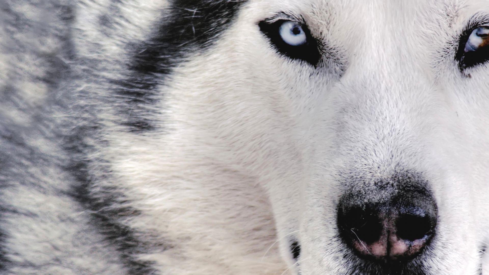 Husky Desktop Wallpapers - Top Free Husky Desktop Backgrounds ...
