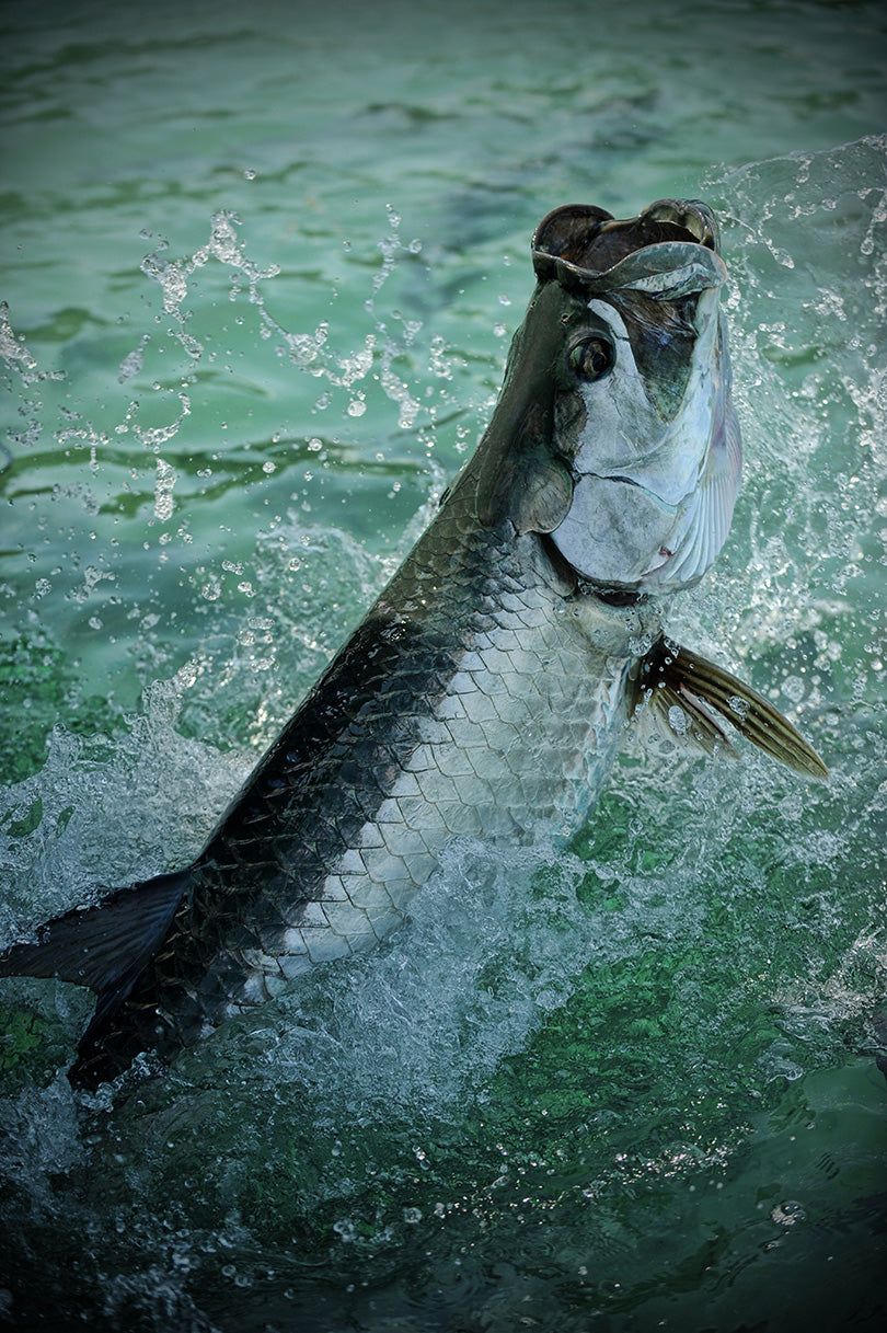 Tarpon Wallpapers - Top Free Tarpon Backgrounds - WallpaperAccess