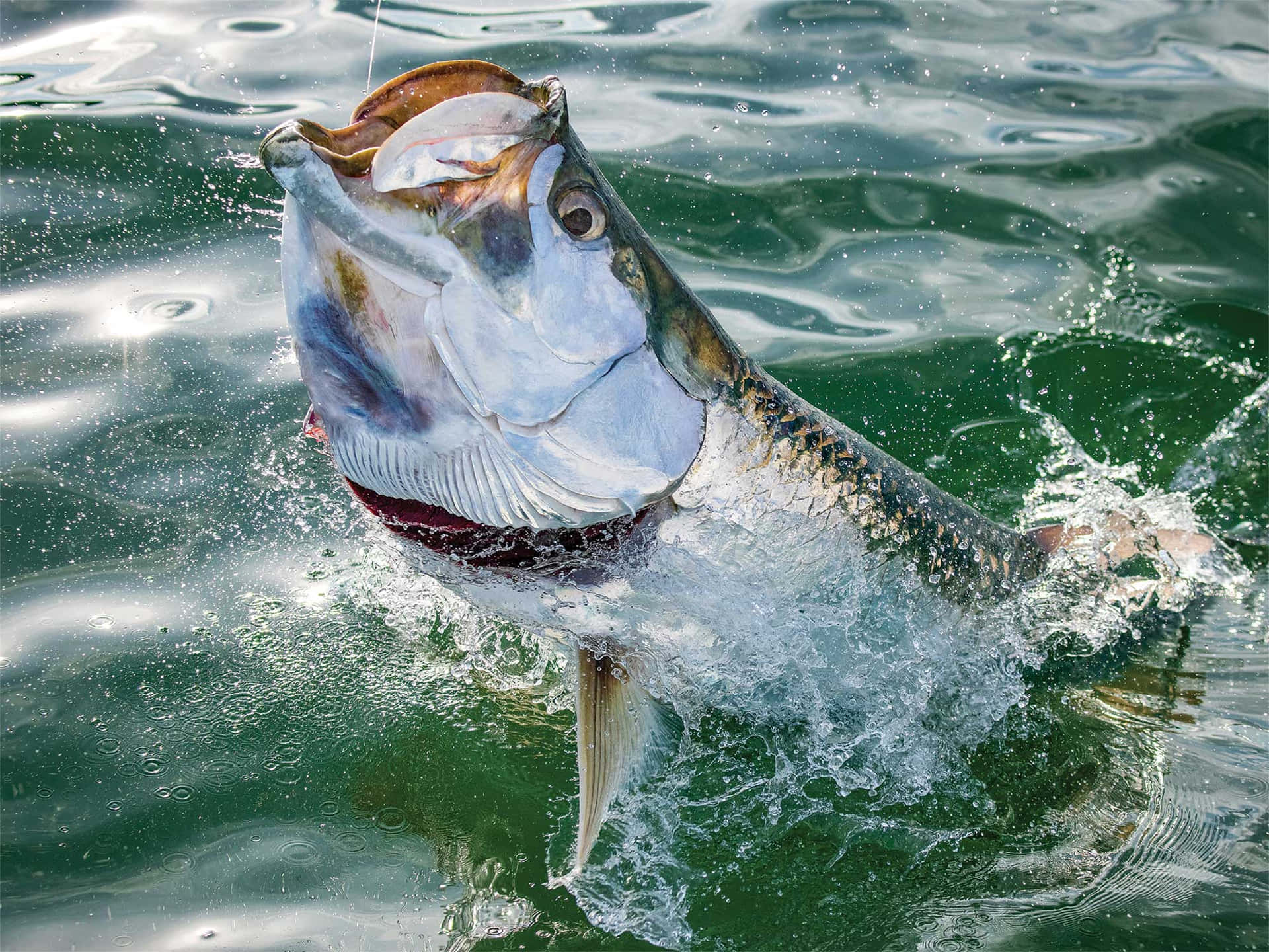 Tarpon Wallpapers - Top Free Tarpon Backgrounds - WallpaperAccess