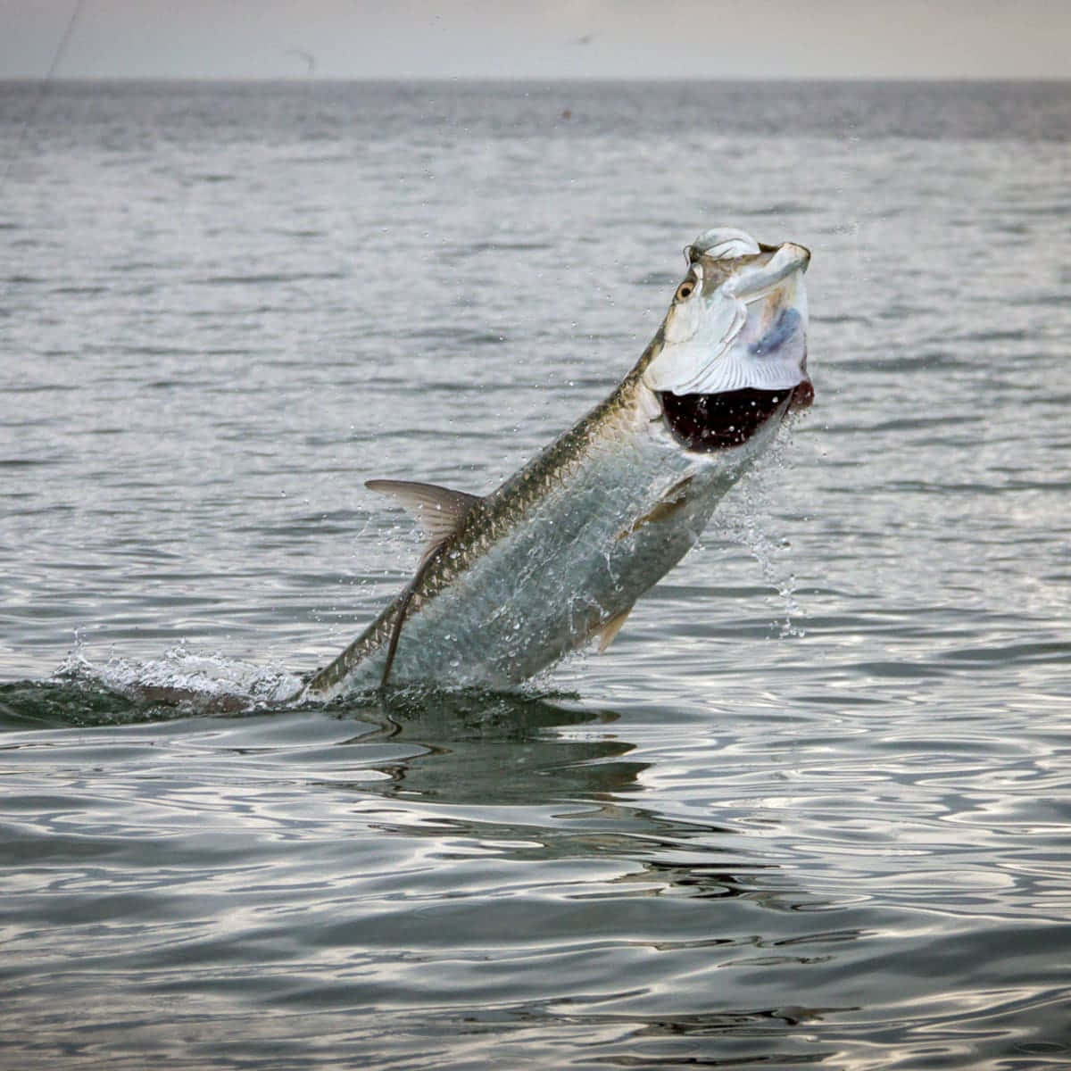 Tarpon Wallpapers - Top Free Tarpon Backgrounds - WallpaperAccess