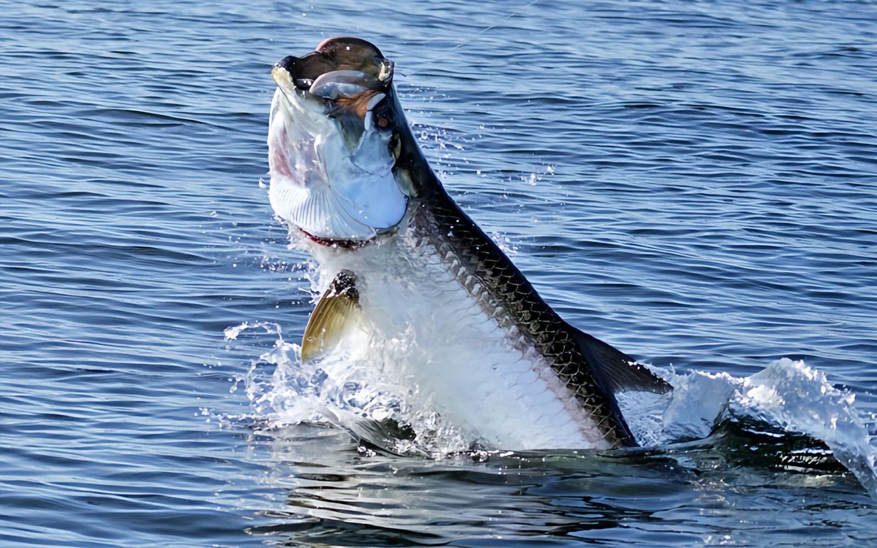 Tarpon Wallpapers - Top Free Tarpon Backgrounds - WallpaperAccess