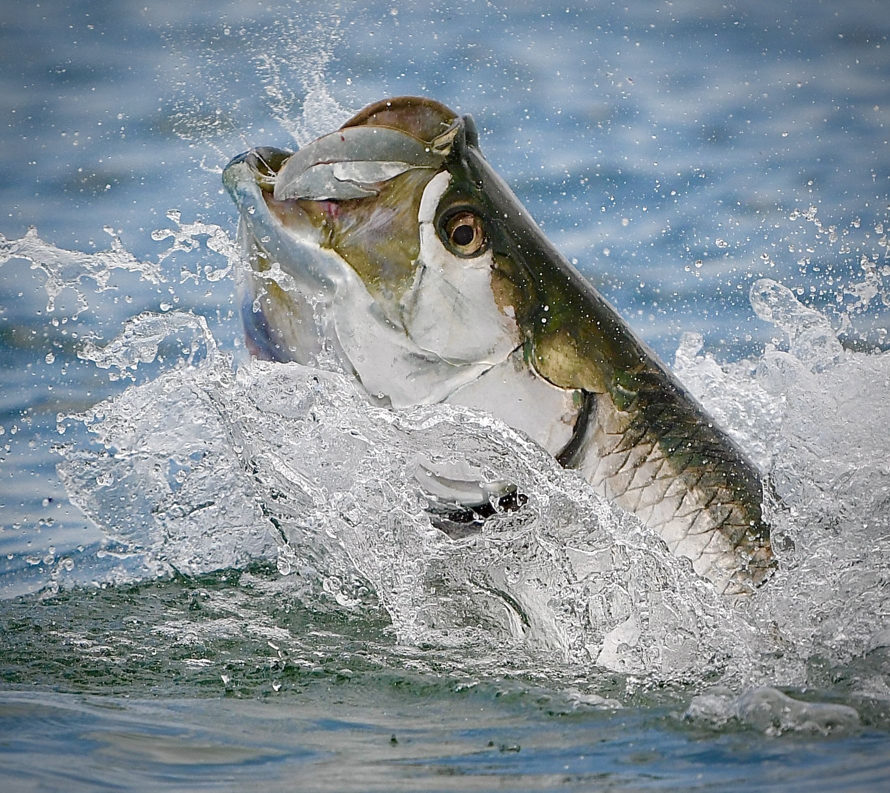 Tarpon Wallpapers - Top Free Tarpon Backgrounds - WallpaperAccess