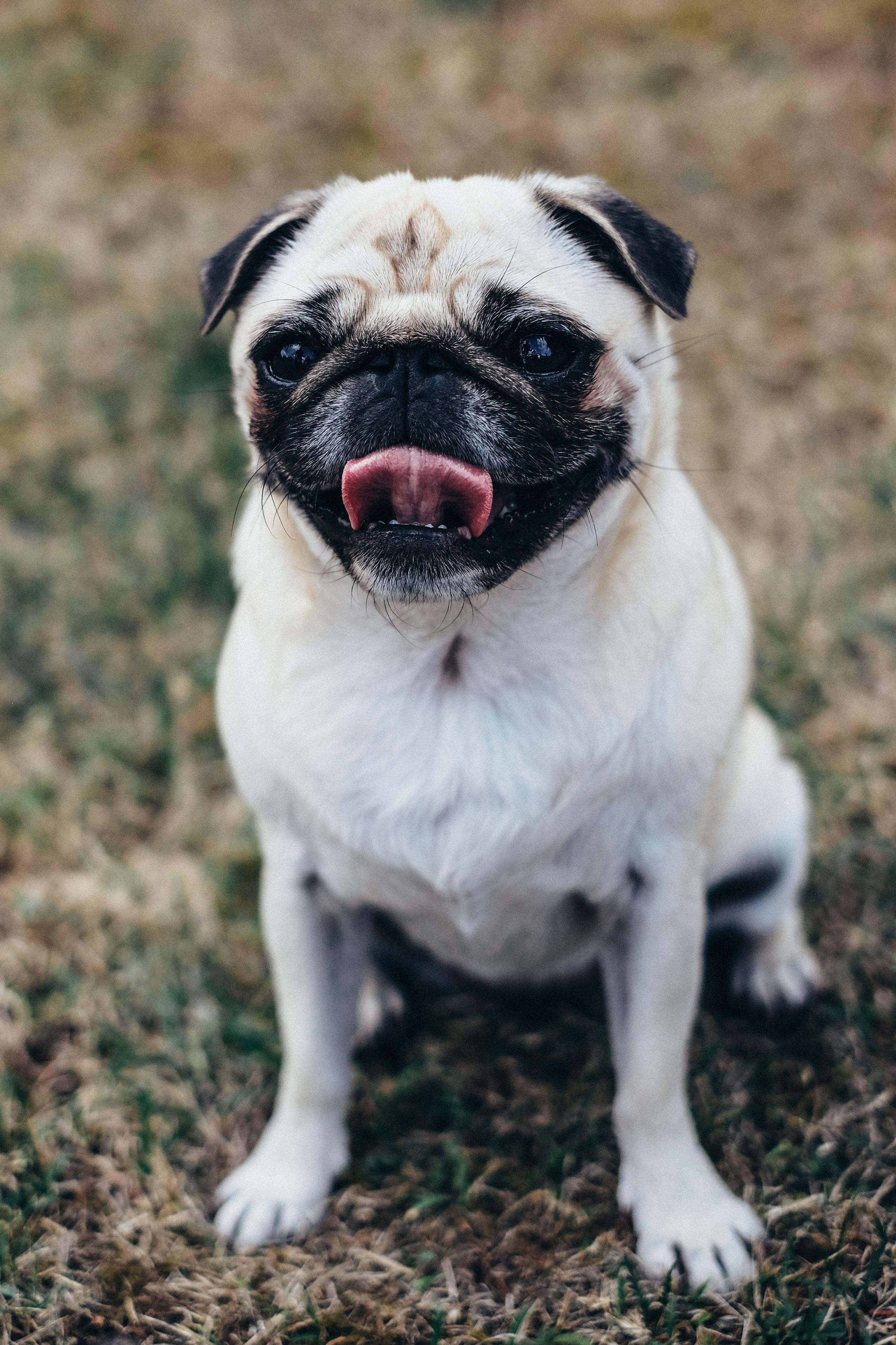 Pug Phone Wallpapers - Top Free Pug Phone Backgrounds - WallpaperAccess