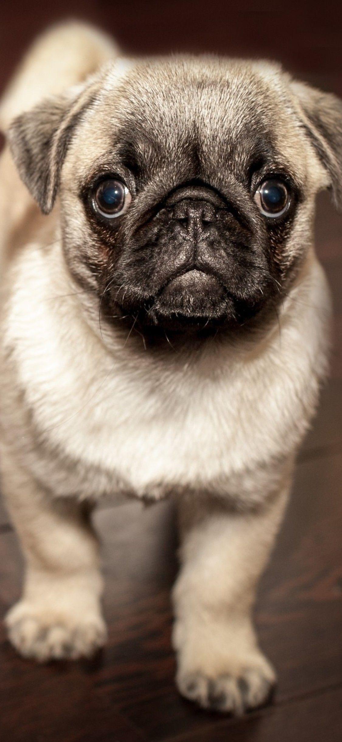 Pug Phone Wallpapers - Top Free Pug Phone Backgrounds - WallpaperAccess