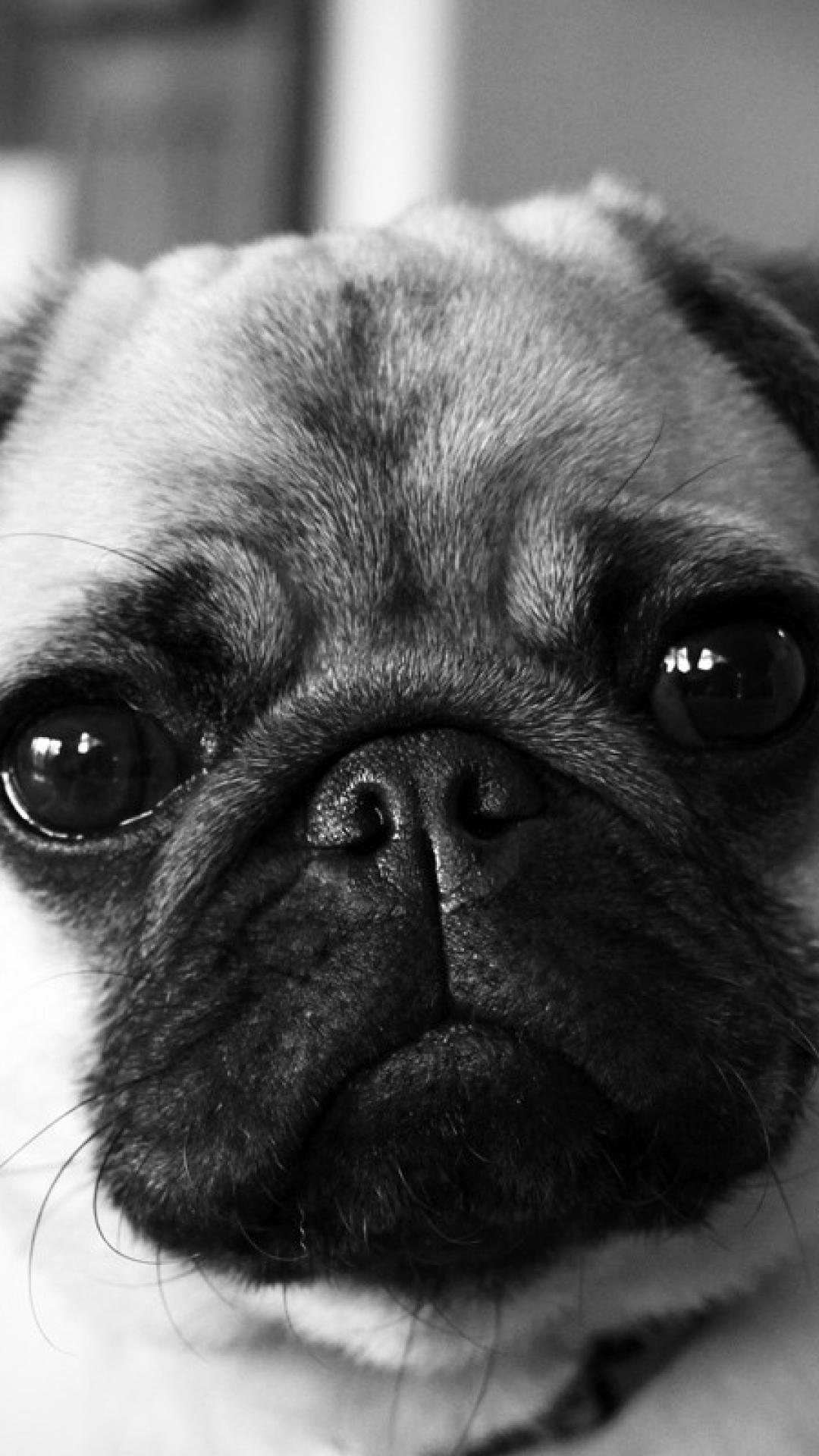 Pug Phone Wallpapers - Top Free Pug Phone Backgrounds - WallpaperAccess
