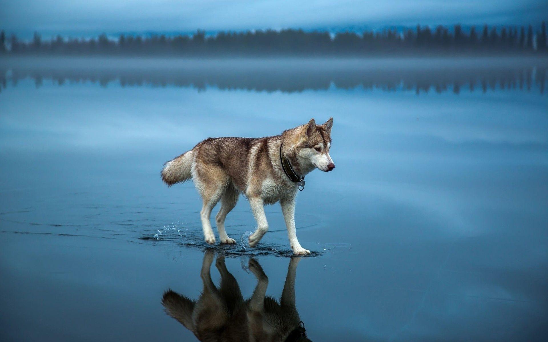 Husky Desktop Wallpapers - Top Free Husky Desktop Backgrounds ...