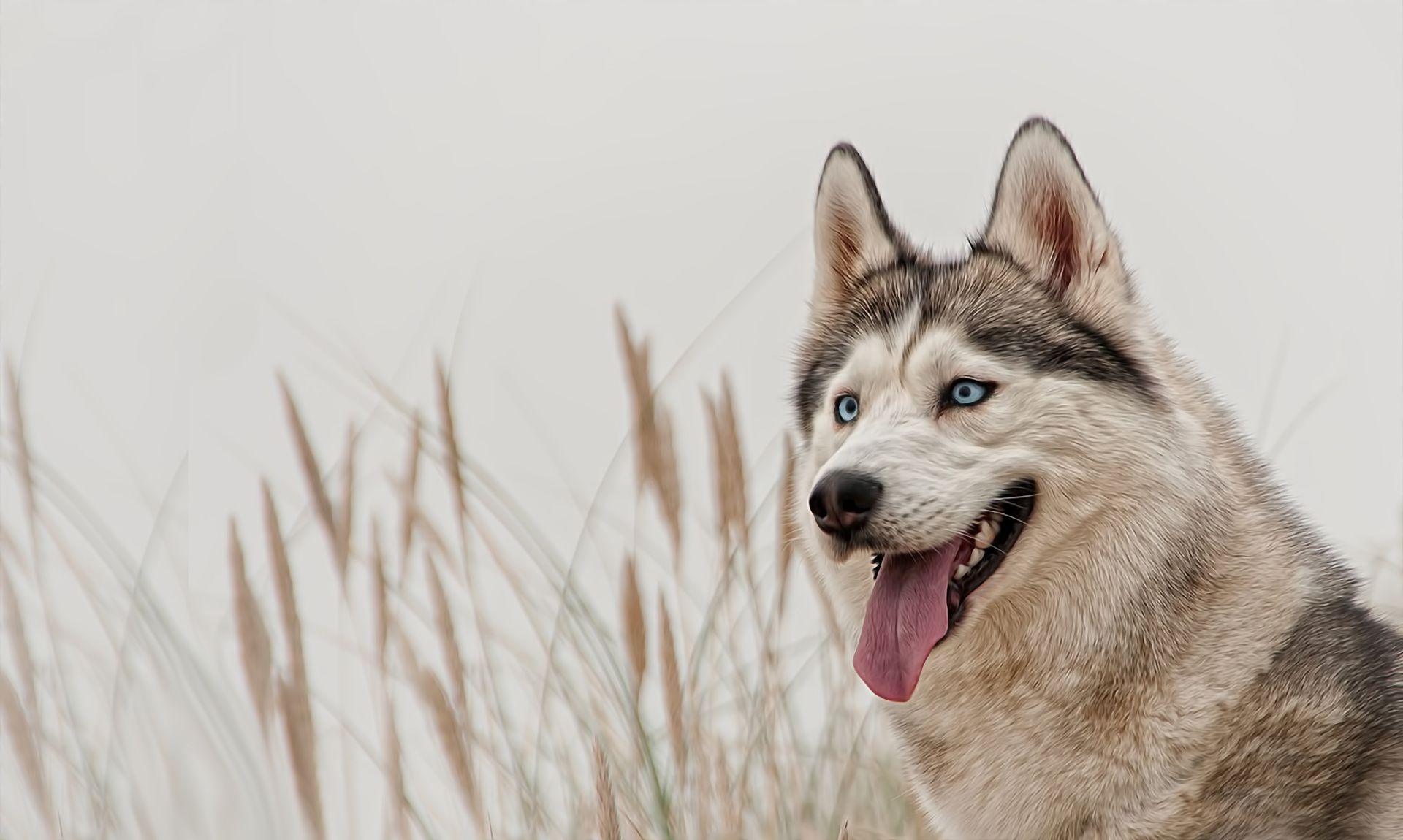 Husky Desktop Wallpapers - Top Free Husky Desktop Backgrounds ...