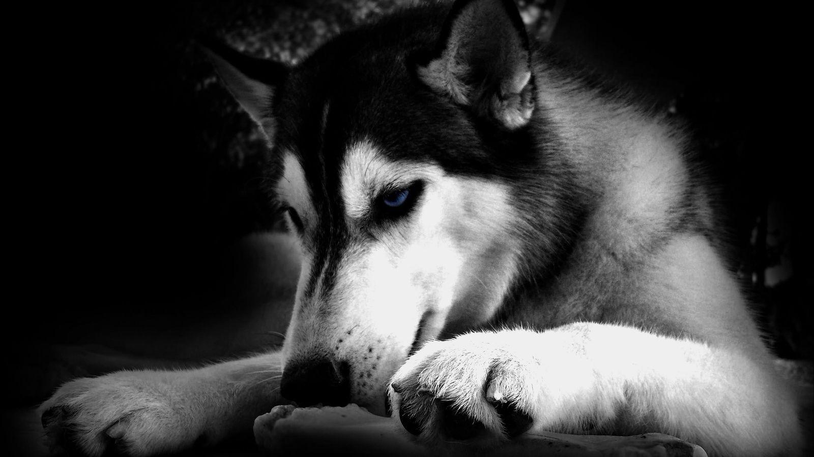 Husky Desktop Wallpapers - Top Free Husky Desktop Backgrounds ...