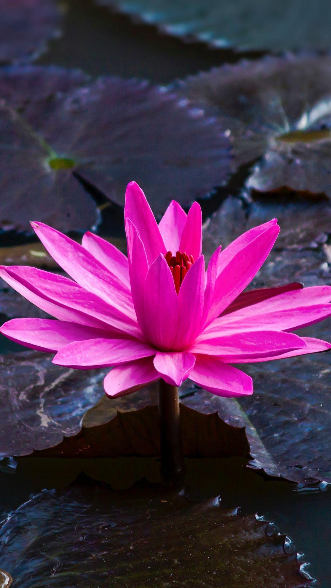 Bloom Wallpapers - Top Free Bloom Backgrounds - WallpaperAccess