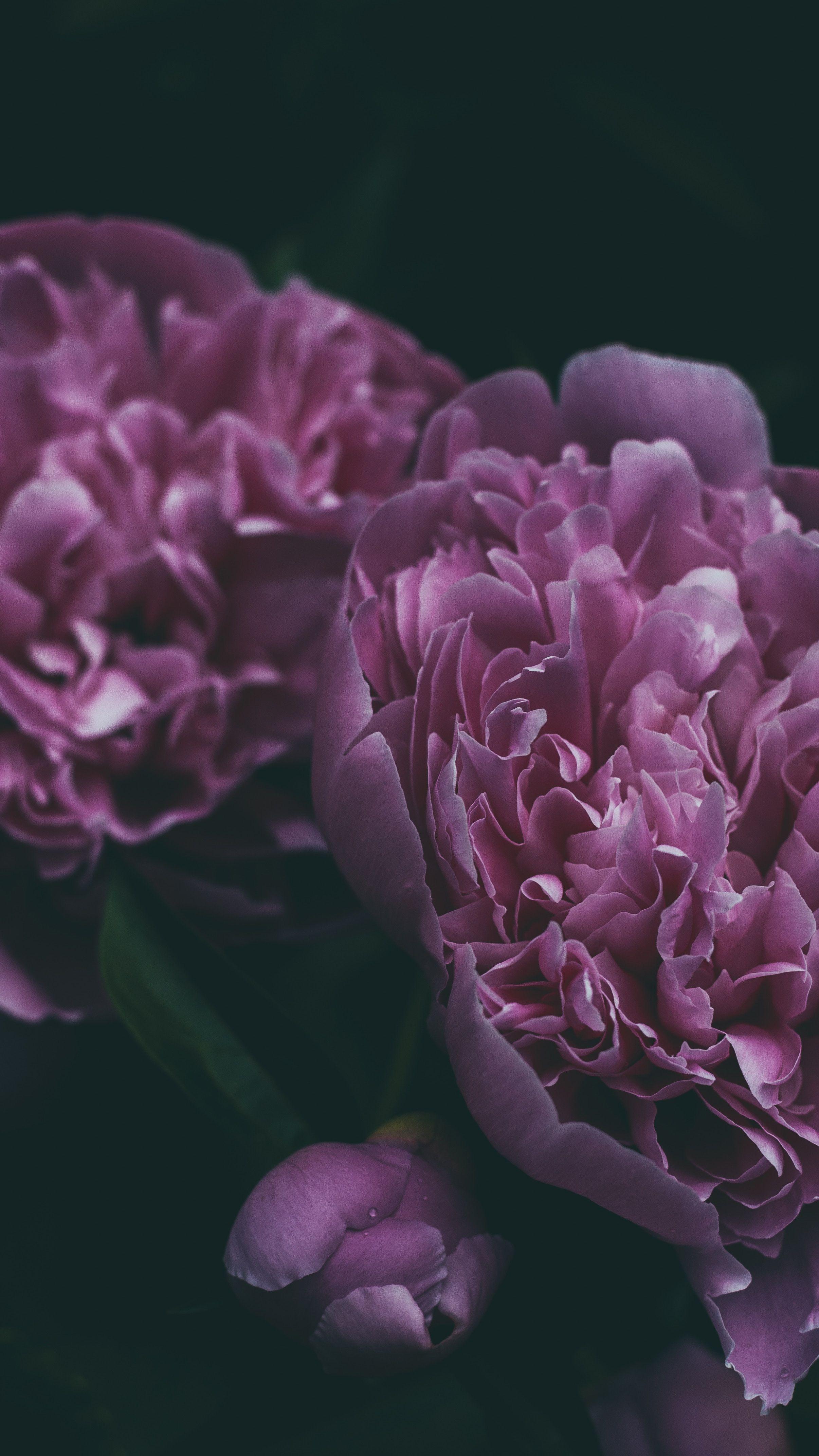 Bloom Wallpapers - Top Free Bloom Backgrounds - WallpaperAccess