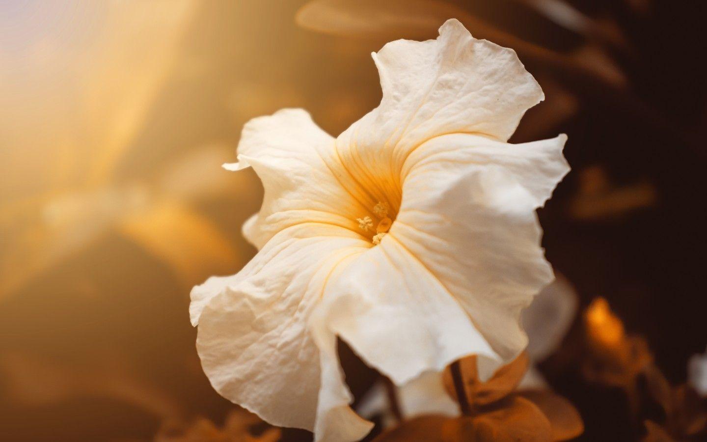 Bloom Wallpapers - Top Free Bloom Backgrounds - WallpaperAccess