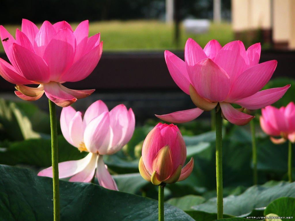 Hindu Lotus Wallpapers - Top Free Hindu Lotus Backgrounds - WallpaperAccess