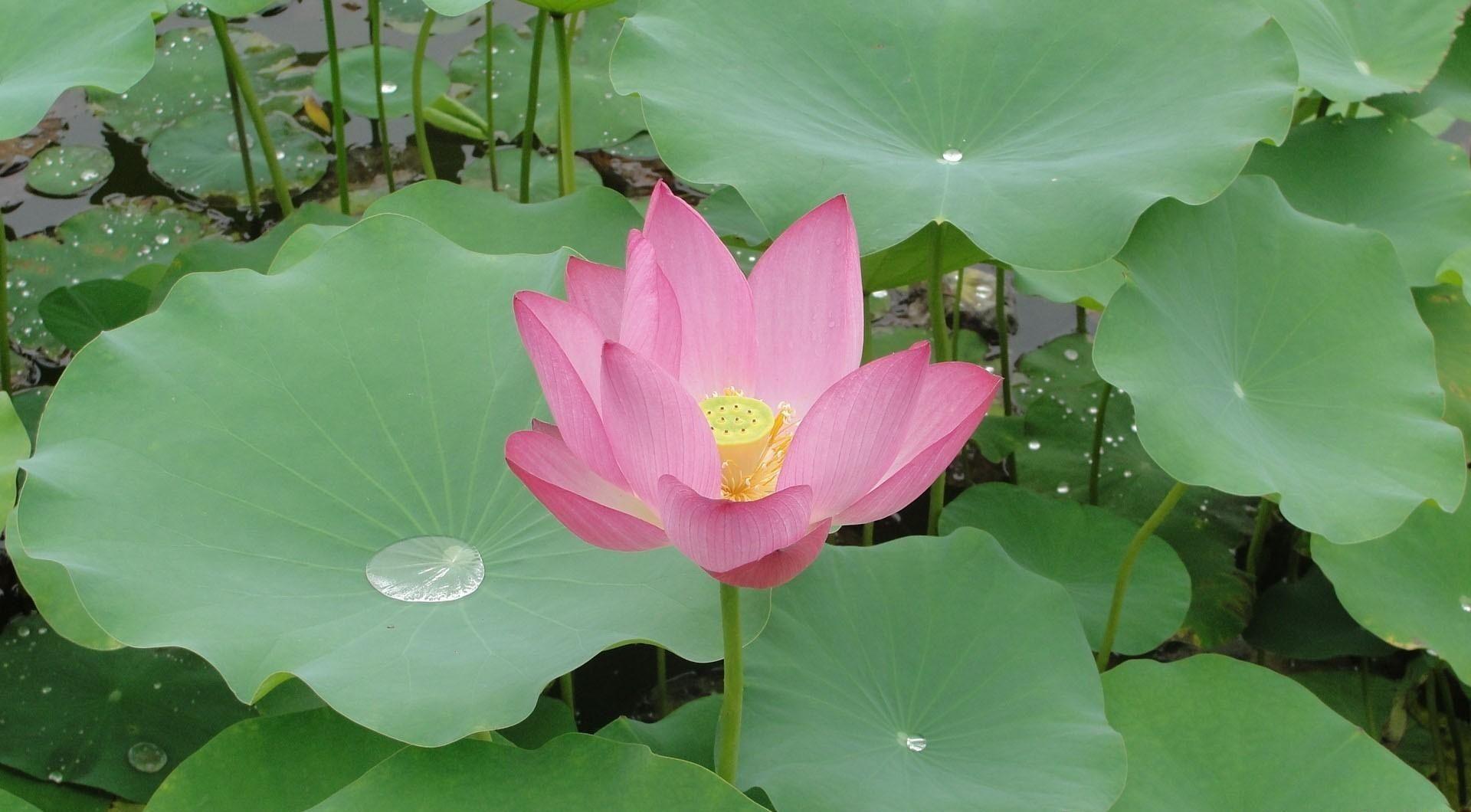Hindu Lotus Wallpapers - Top Free Hindu Lotus Backgrounds - WallpaperAccess