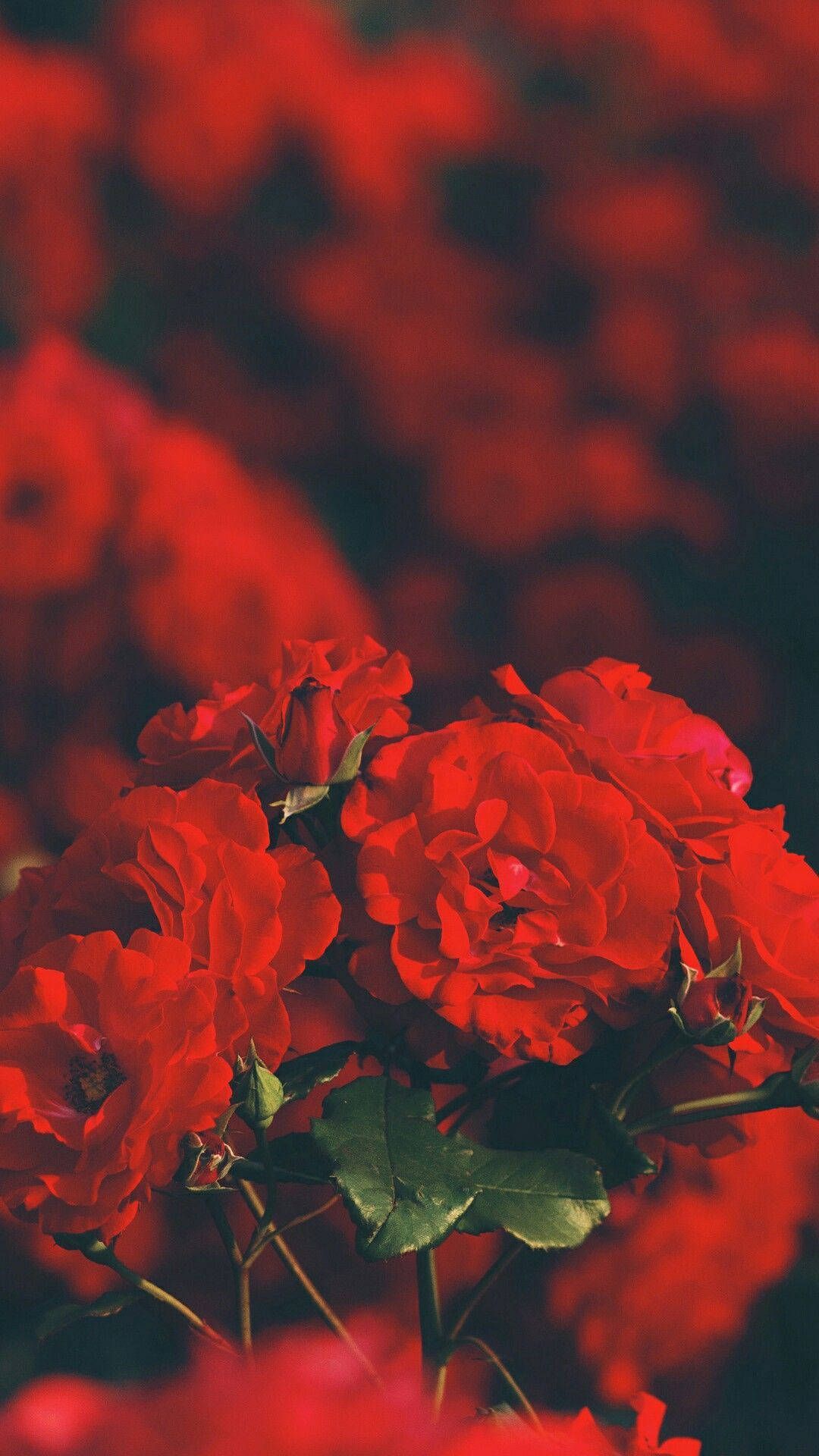 Red Bg Wallpapers - Top Free Red Bg Backgrounds - WallpaperAccess