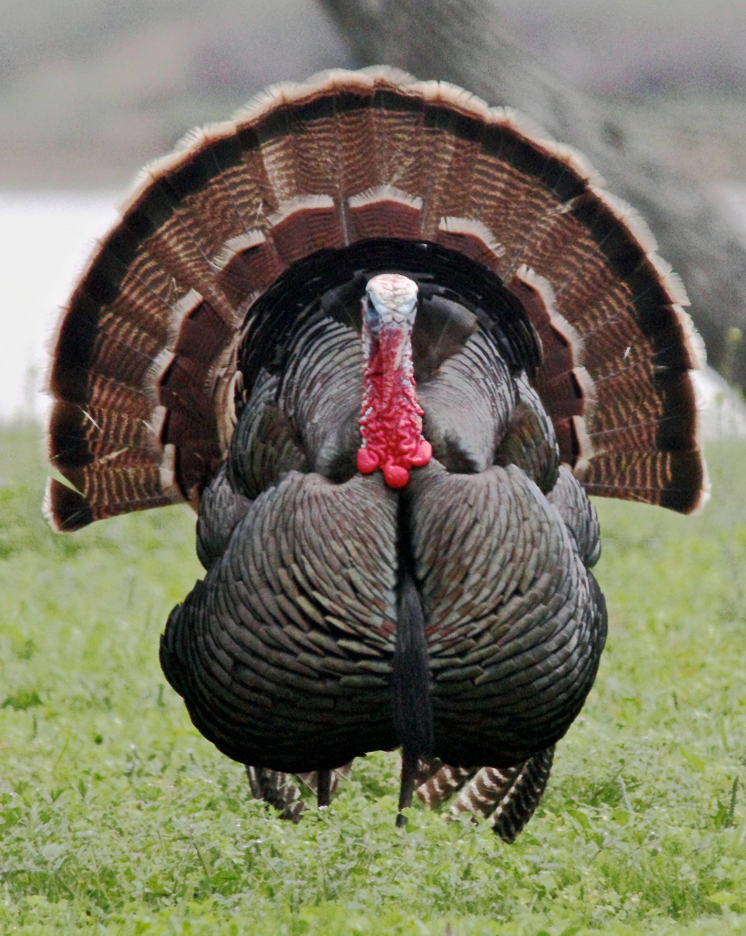 Turkey Eastern Wallpapers - Top Free Turkey Eastern Backgrounds ...